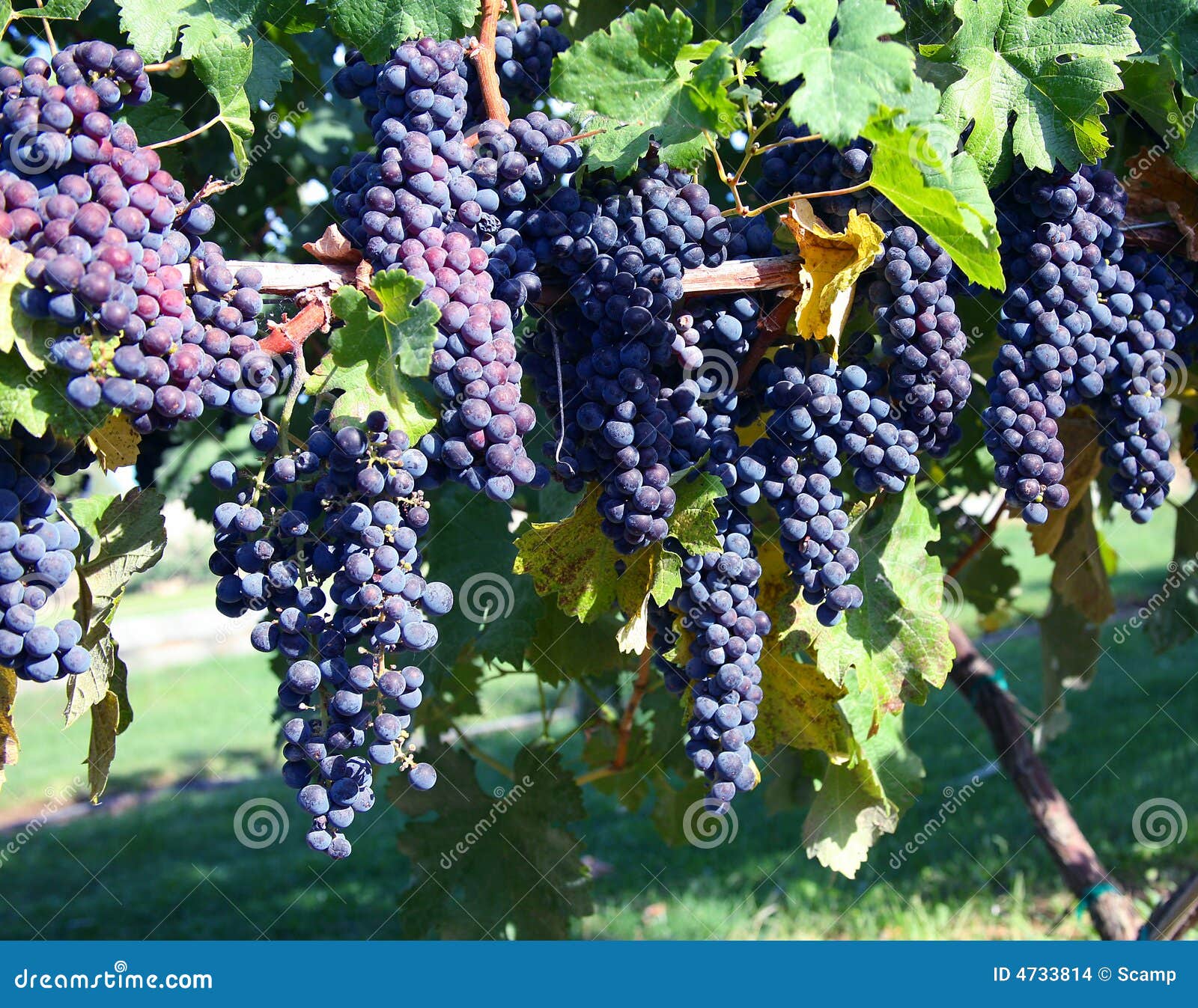 Merlot Grapes in Vineyard stock photo. Image of food, grapes - 4733814