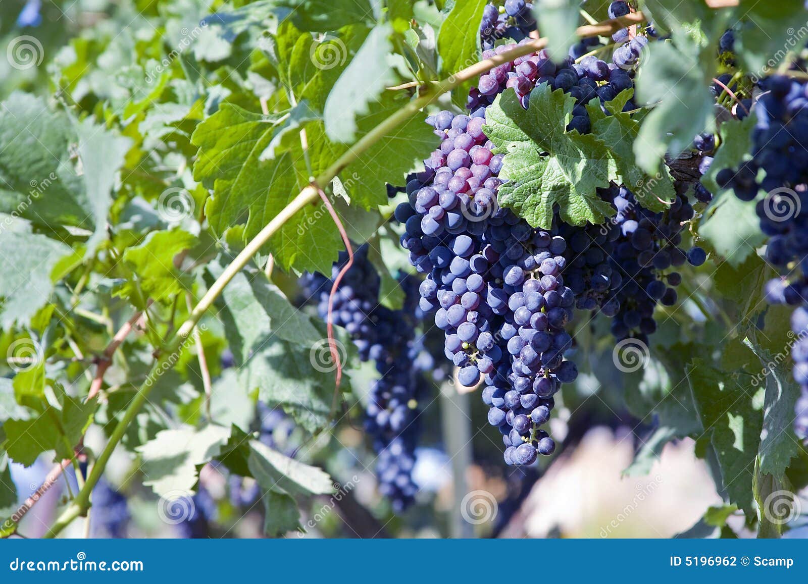 Merlot Grapes in Vineyard stock photo. Image of cluster - 5196962