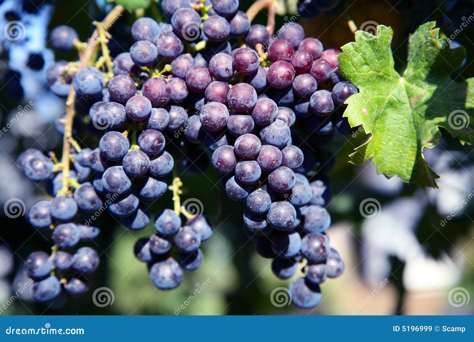 Merlot Grapes in Vineyard stock image. Image of purple - 5196999