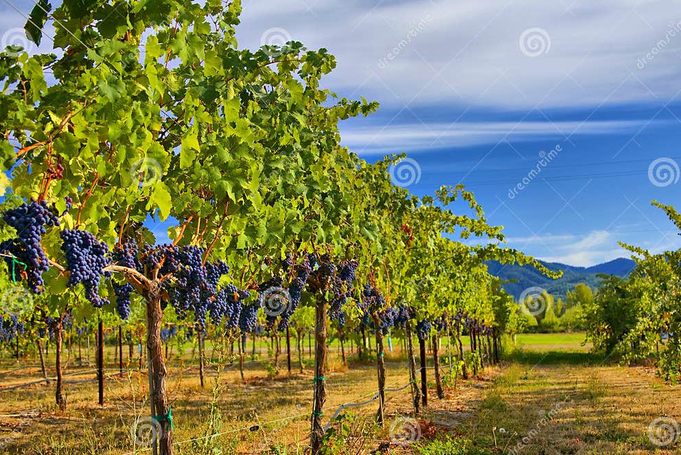 Merlot Grapes in Vineyard HDR Stock Photo - Image of sauvignon, bunch ...