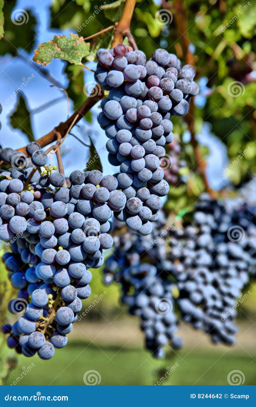 Merlot Grapes in Vineyard HDR Stock Photo - Image of country, grapevine ...