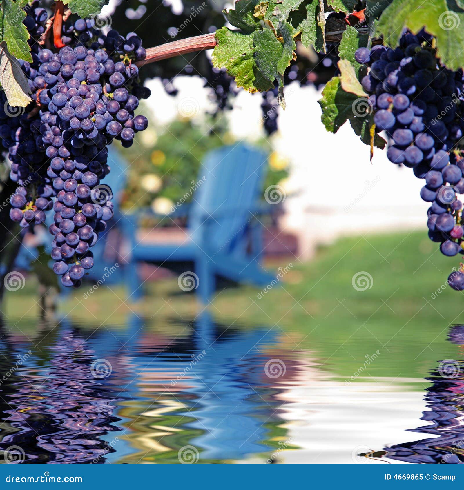 Merlot Grapes in Vineyard Reflecting in Water Stock Image - Image of ...