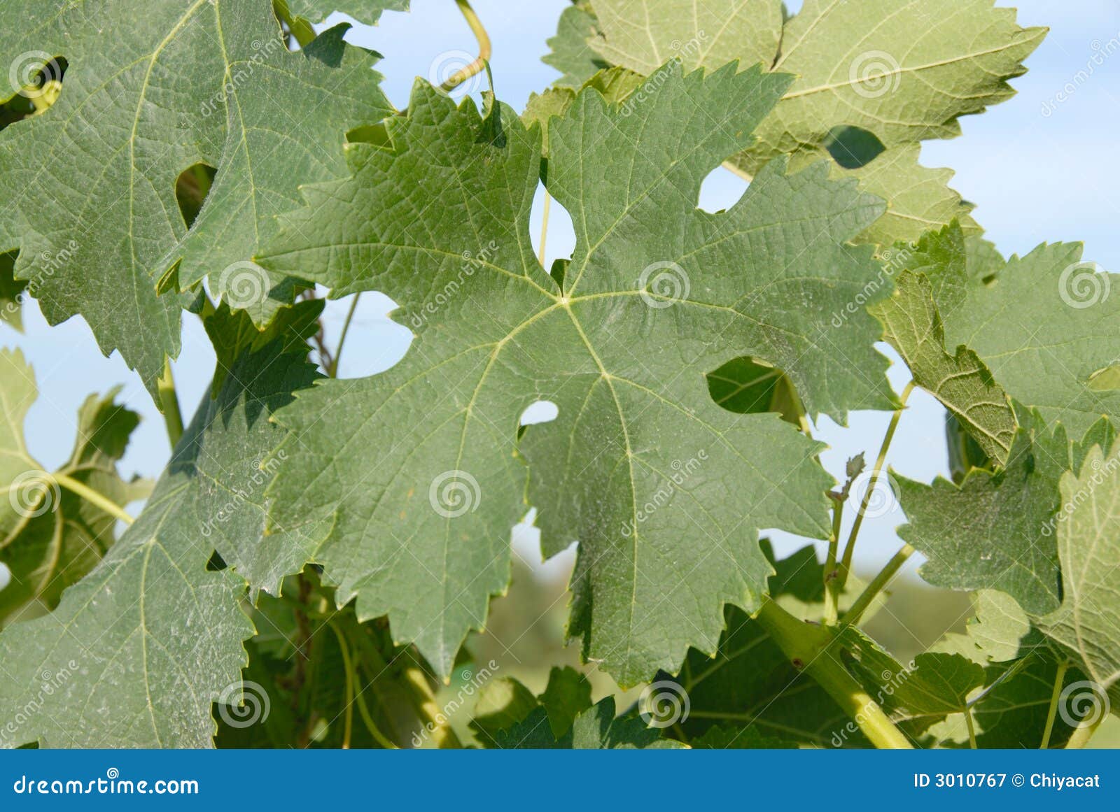 Merlot Leaves stock image. Image of vine, wine, agriculture - 3010767