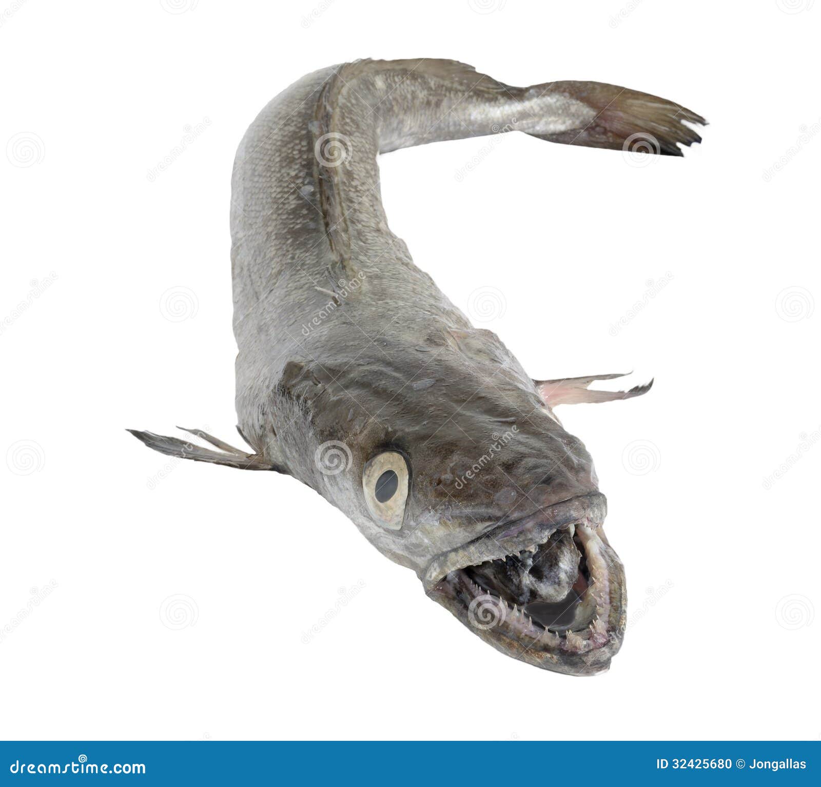 Merluza foto de archivo. Imagen de primer, fauna, animal - 32425680