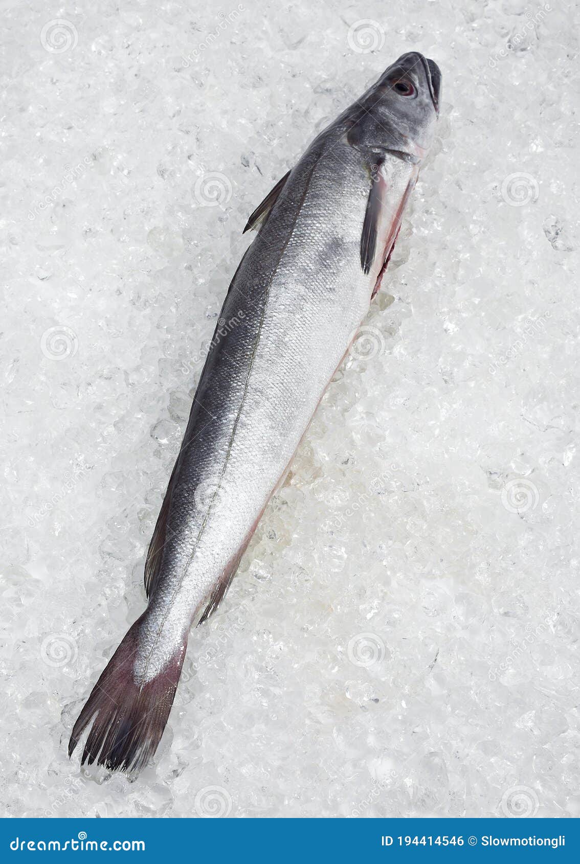 Merluza fresca sobre hielo foto de archivo. Imagen de longitud - 194414546