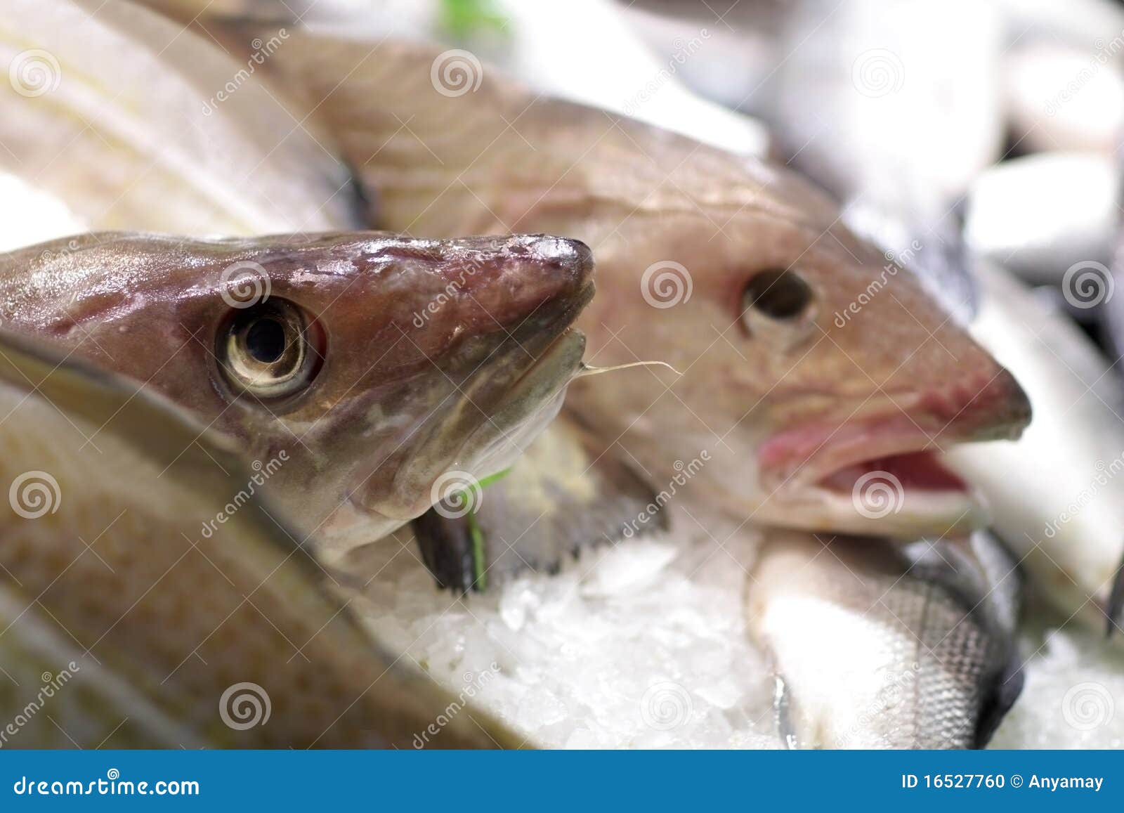 Merluzzi fotografia stock. Immagine di pesci, merluzzi - 16527760