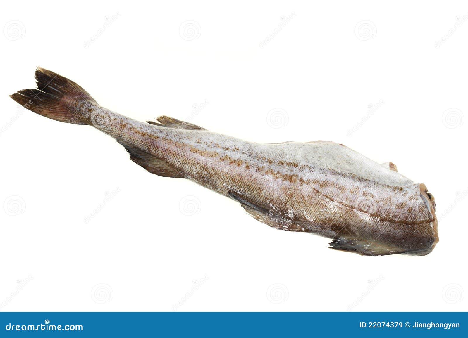 Merluzzo immagine stock. Immagine di bianco, raccordo - 22074379