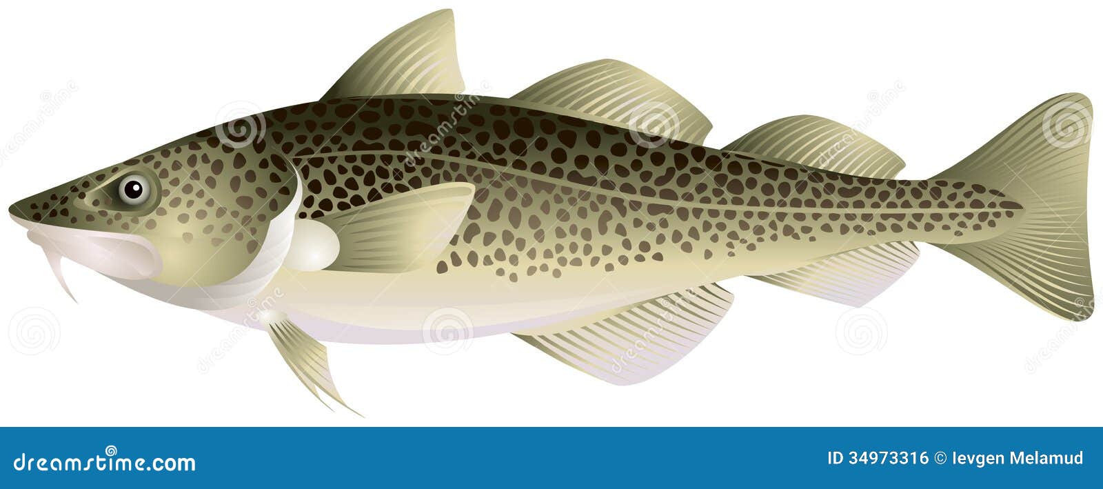 Merluzzo bianco illustrazione vettoriale. Illustrazione di alimento ...