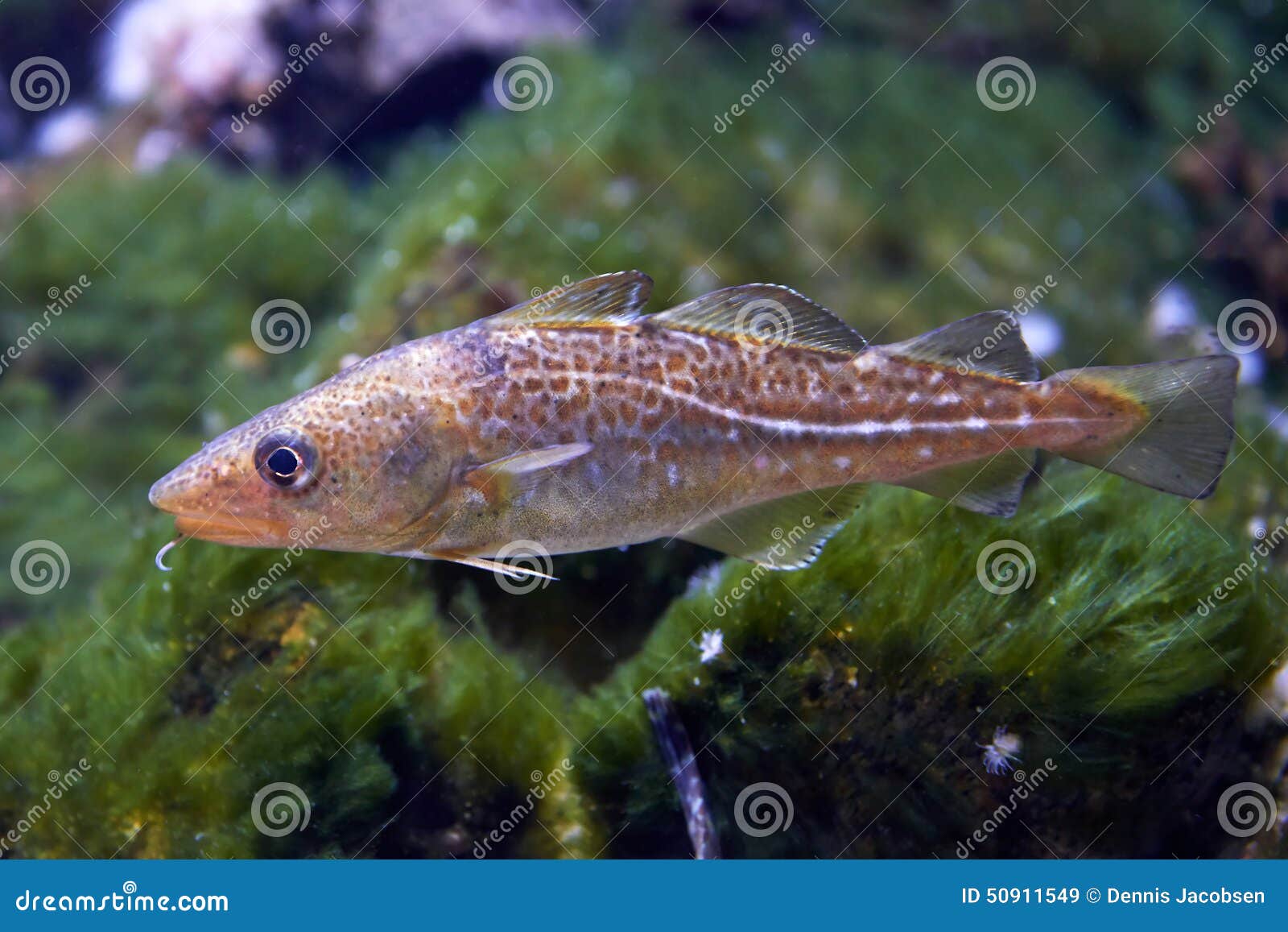 Merluzzo Bianco (gadus Morhua) Immagine Stock - Immagine di animale ...