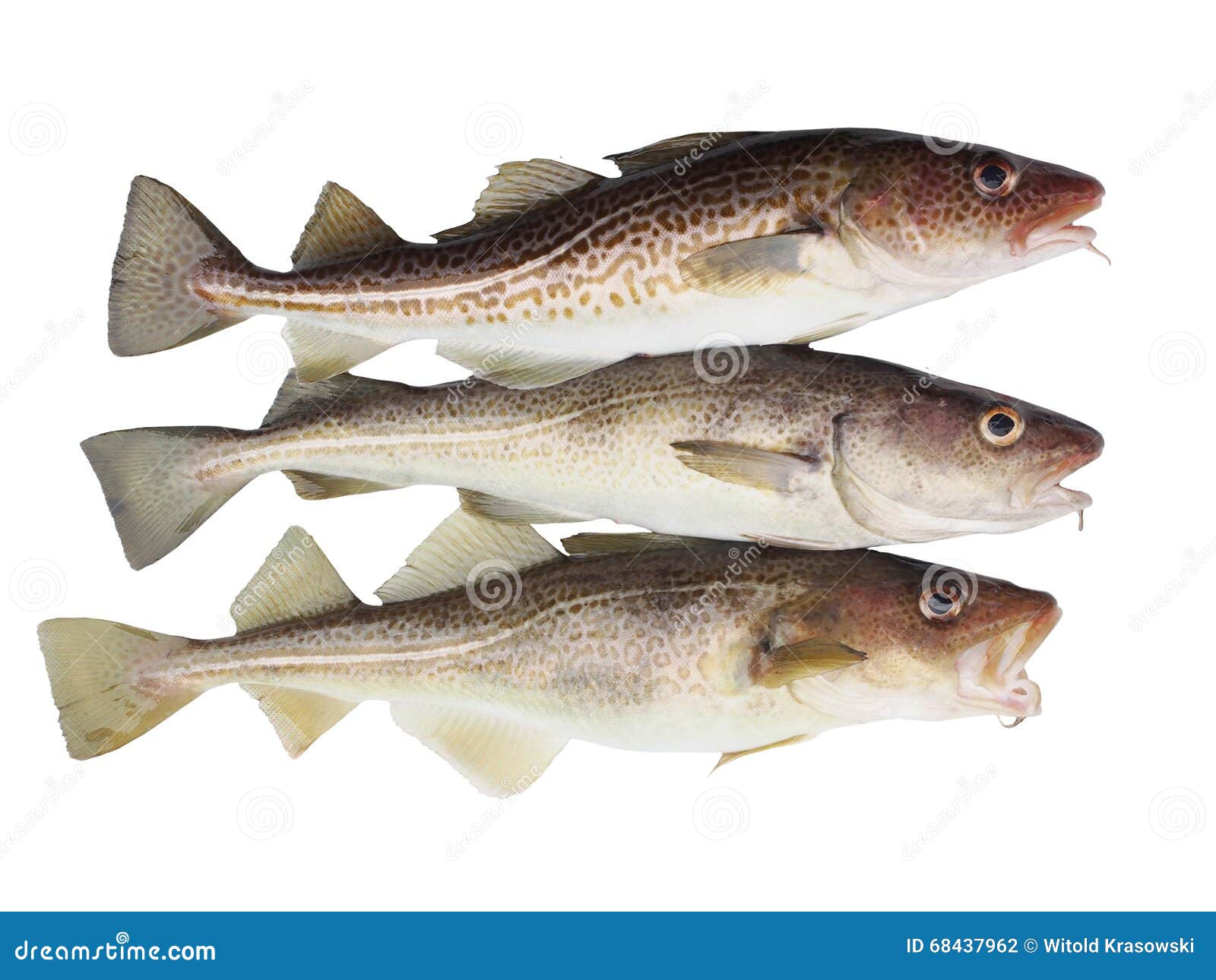 Merluzzo tre fotografia stock. Immagine di isolato, animale - 68437962