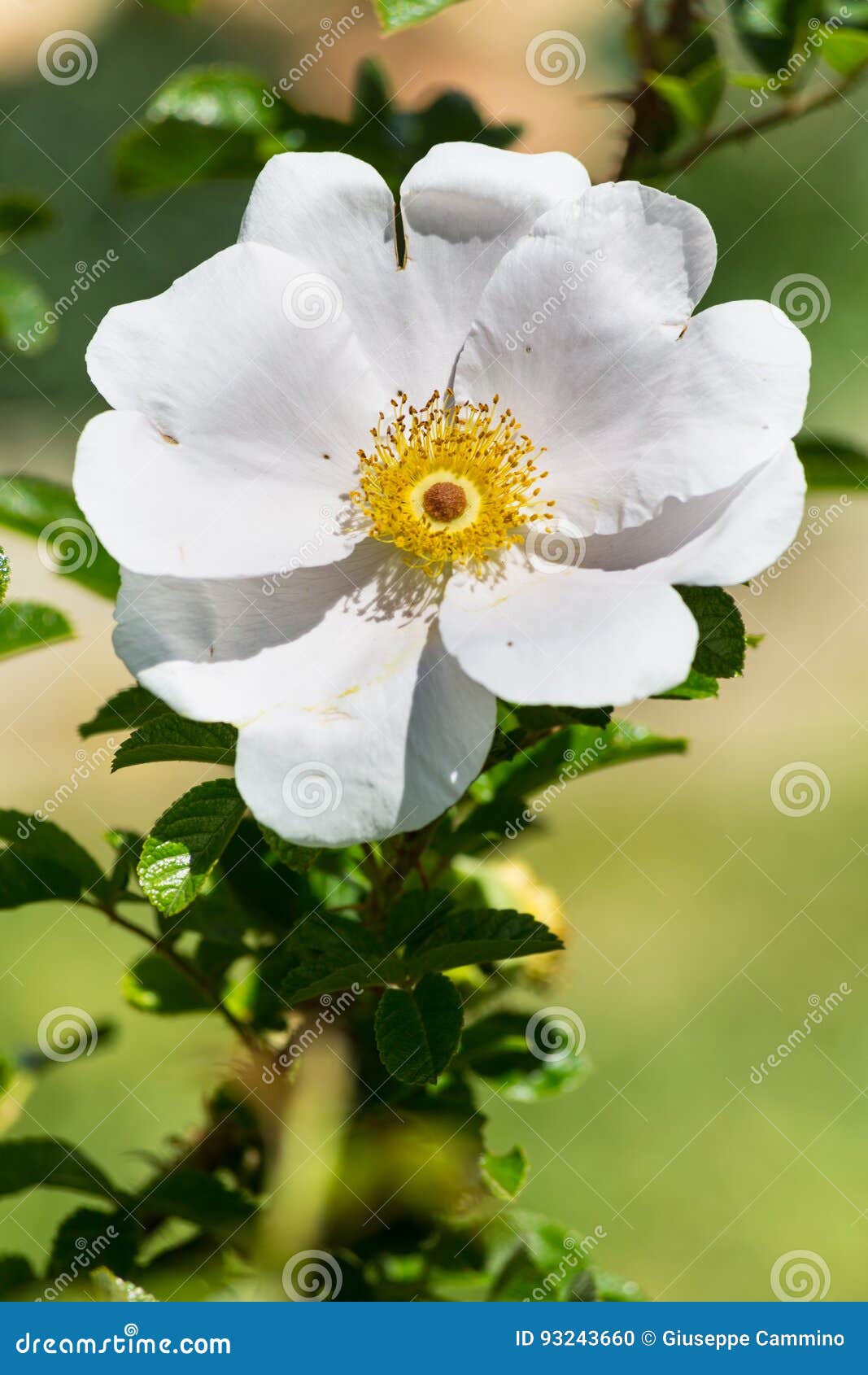 Mermaid flower stock photo. Image of pistil, green, leaf - 93243660