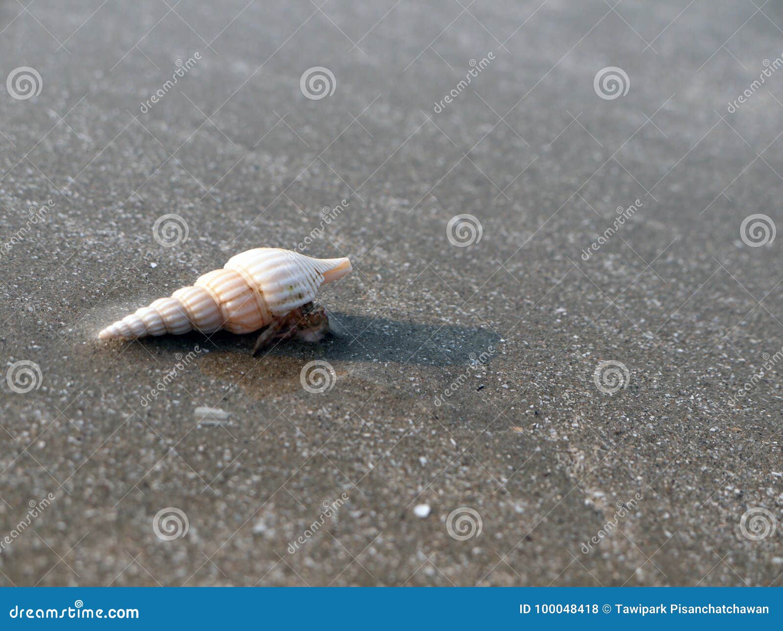 The mermit crab stock photo. Image of outdoor, summer - 100048418