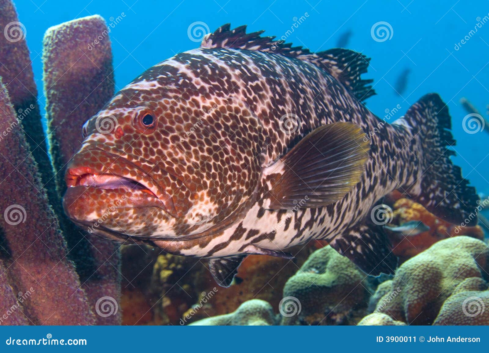 Mero grande del tigre imagen de archivo. Imagen de océano - 3900011