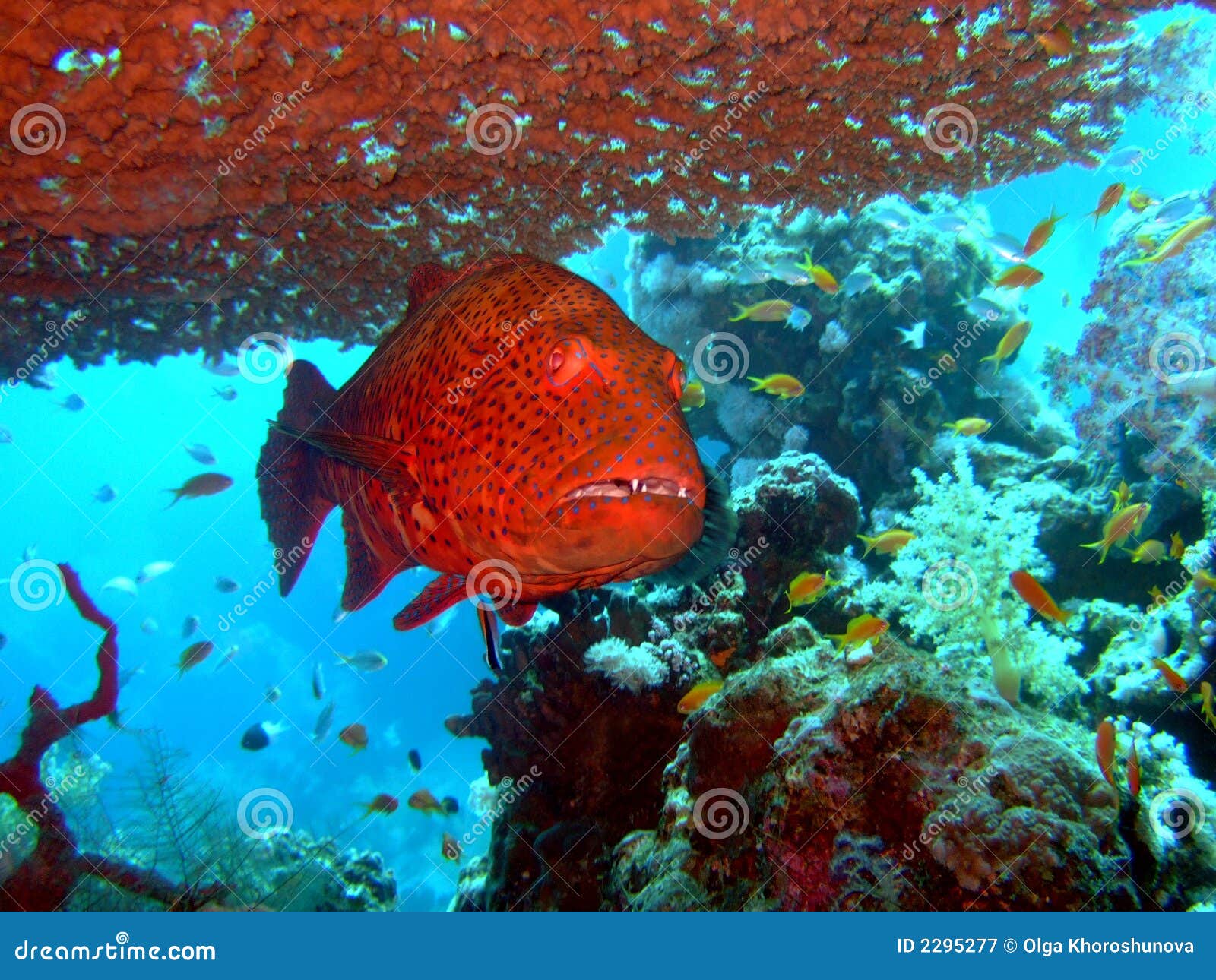 Mero rojo del primer imagen de archivo. Imagen de cierre - 2295277