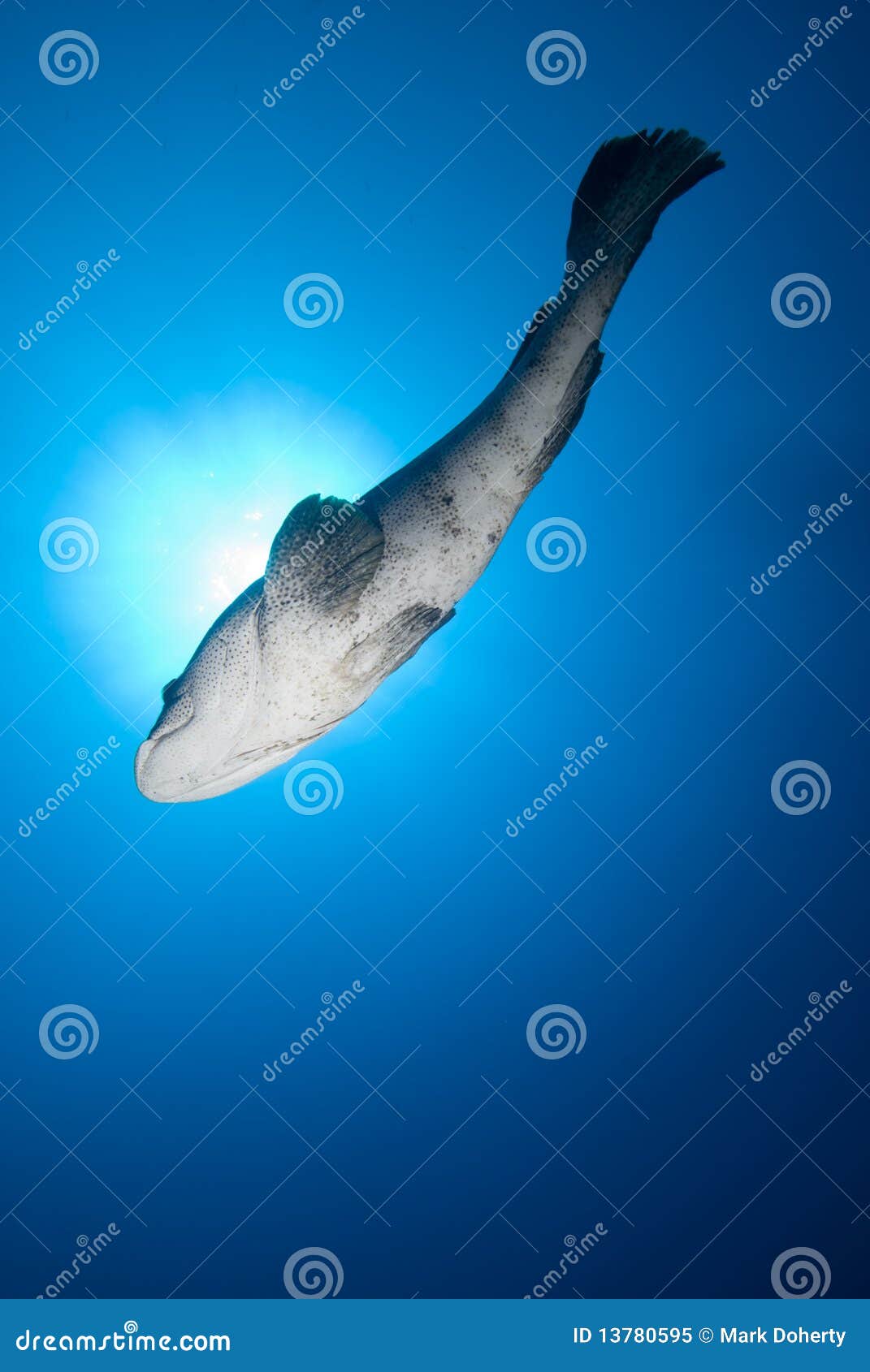 Mero y sol de Malabar. imagen de archivo. Imagen de pescados - 13780595