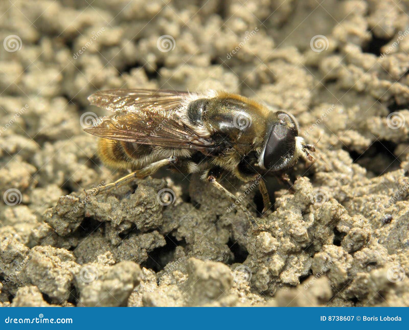 Merodon constans stock image. Image of insecta, zoological - 8738607