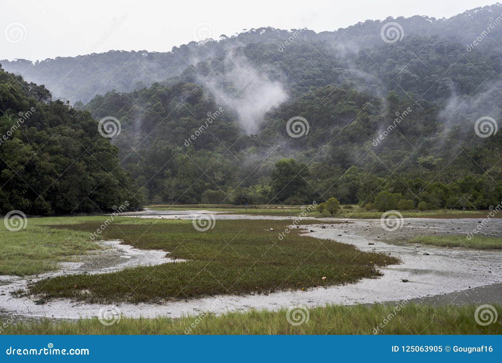Meromictic lake in Penang. stock image. Image of nature - 125063905