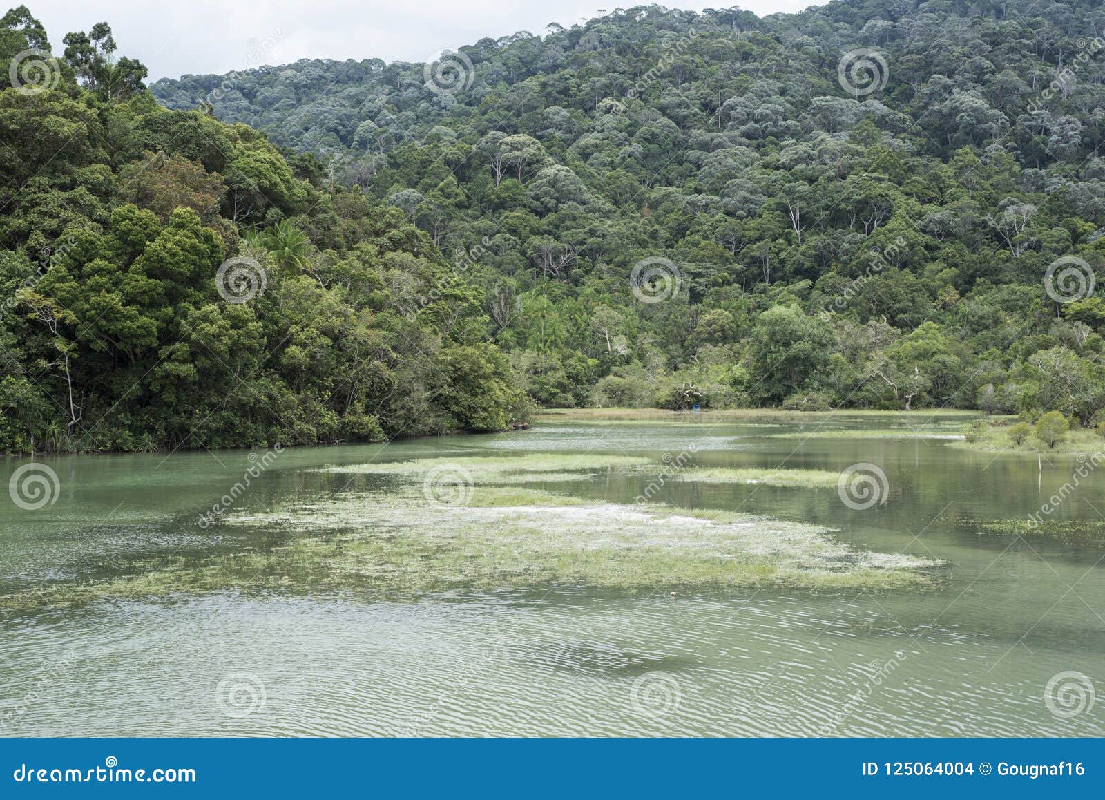 Meromictic lake in Penang. stock photo. Image of tourism - 125064004