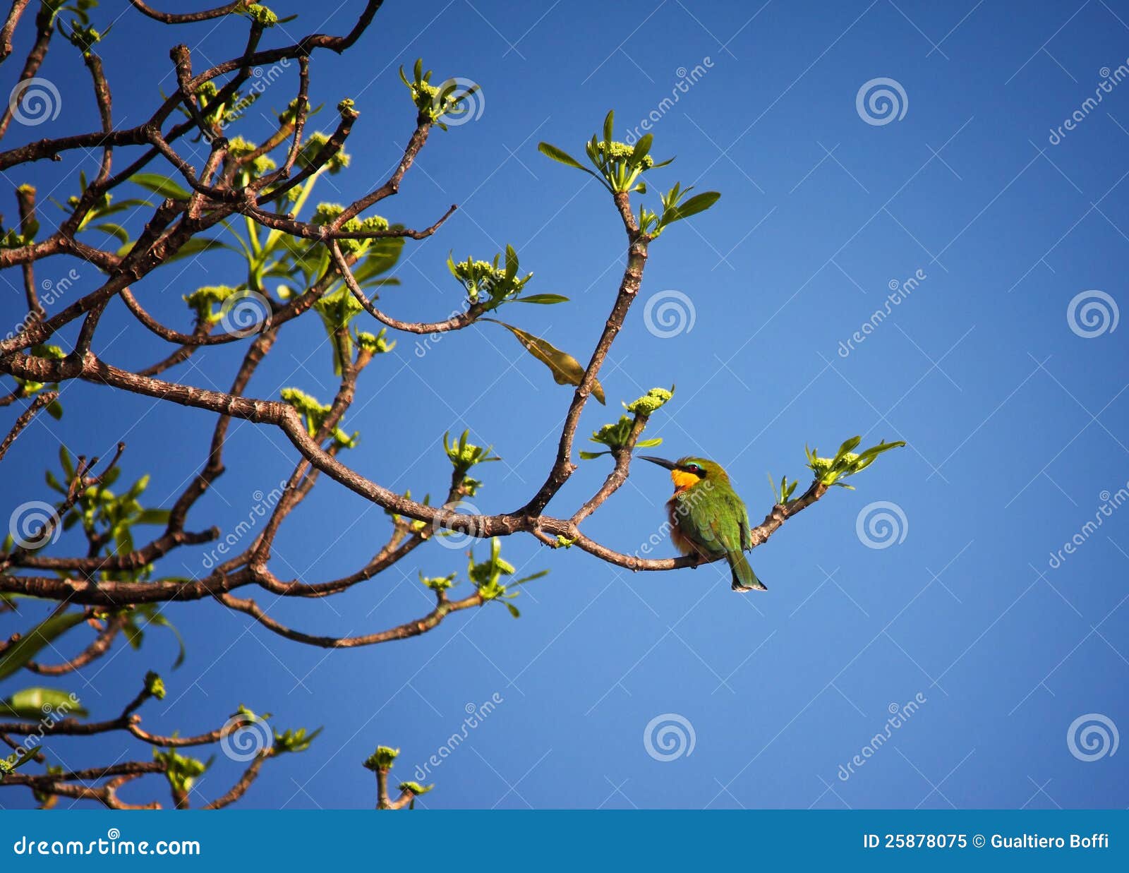 Merops apiaster stock image. Image of eater, bird, apiaster - 25878075