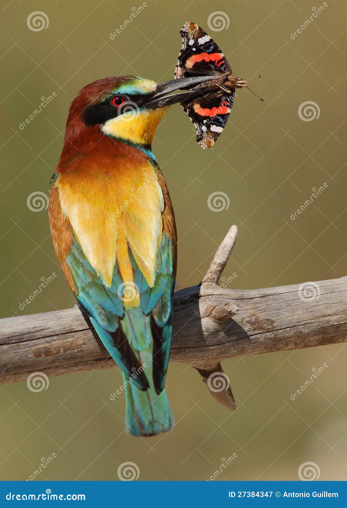 Merops apiaster Bee-eater stockbild. Bild von freude - 27384347