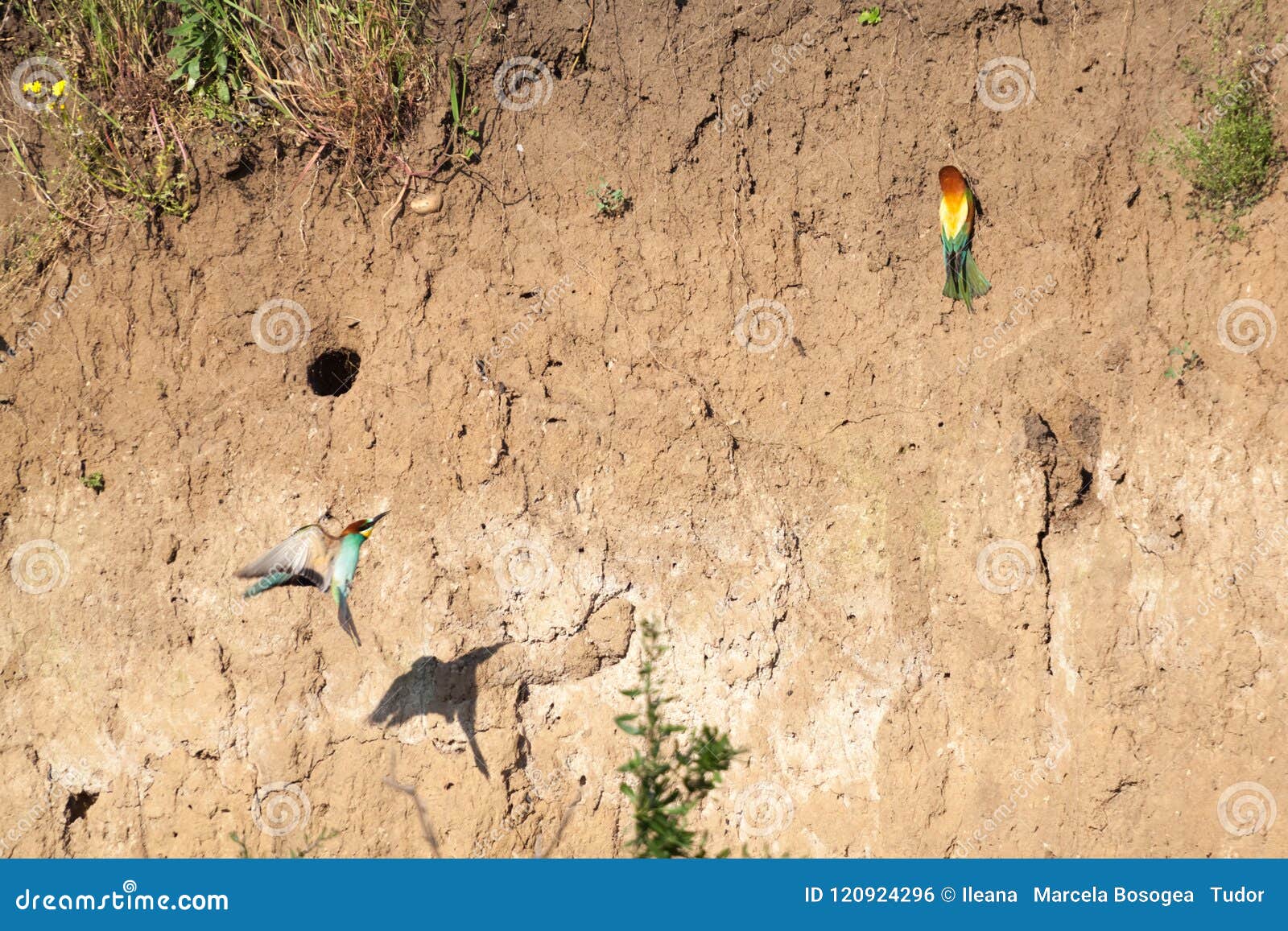 Merops apiaster birds stock photo. Image of blue, colorful - 120924296