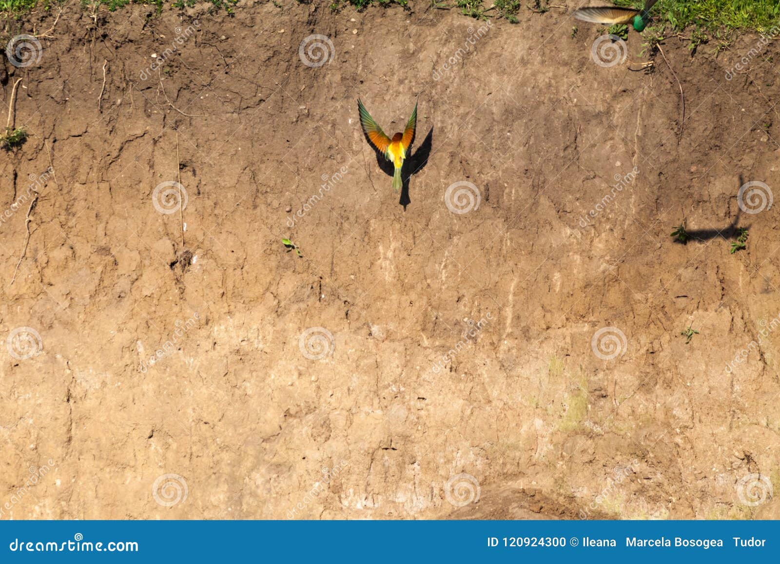 Merops apiaster birds stock photo. Image of european - 120924300