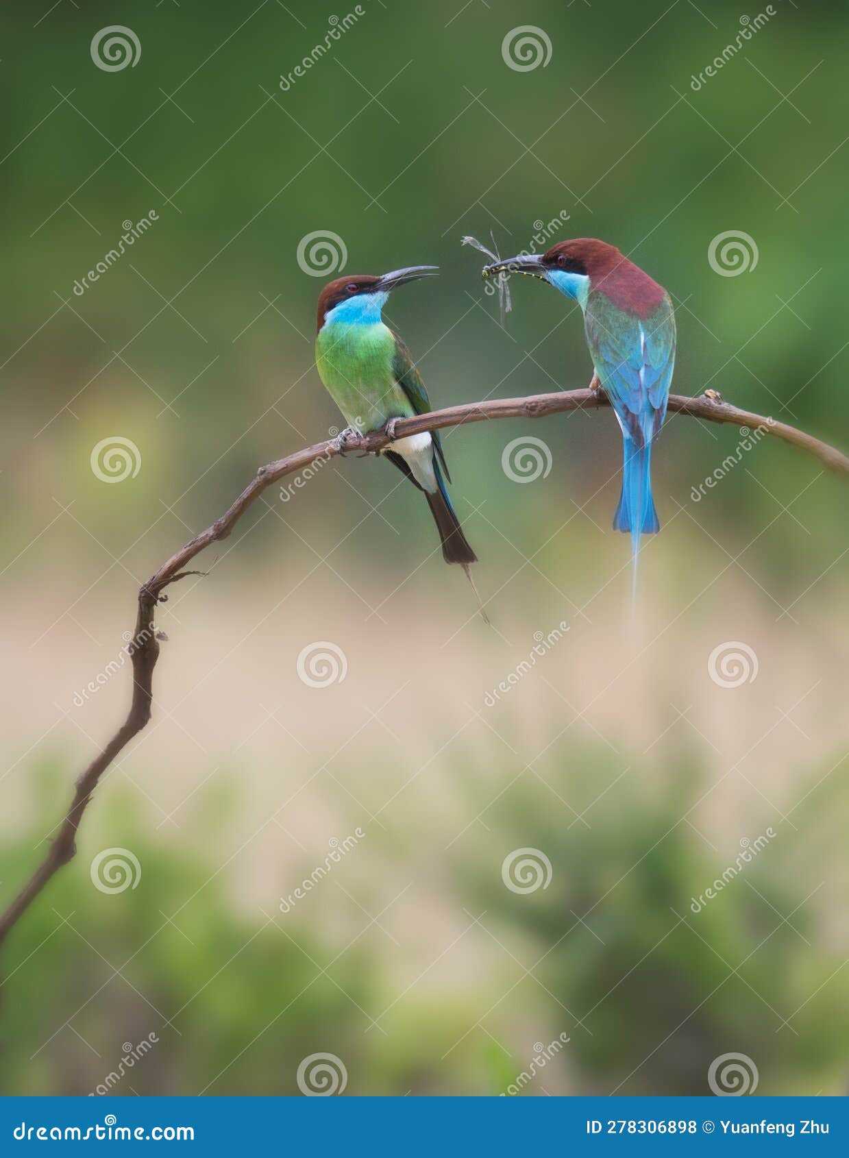 Closeup of Merops Apiaster on a Branch Stock Photo - Image of yellow ...