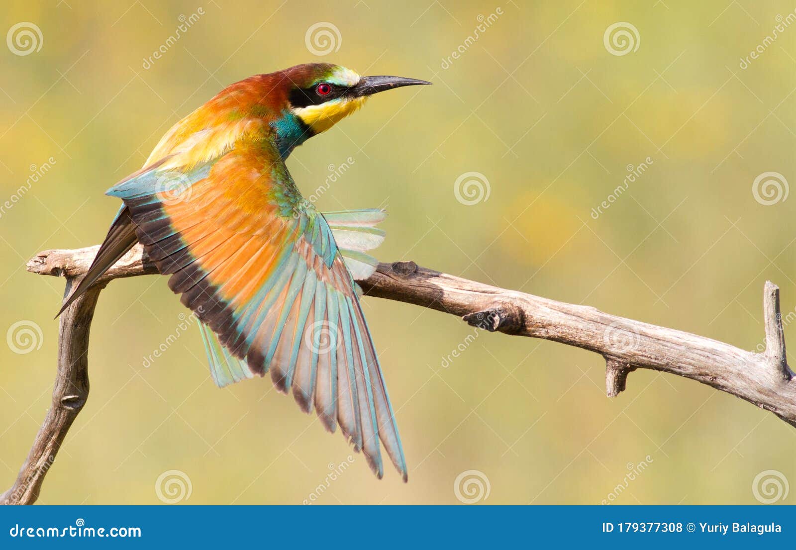 Merops Apiaster, Common Bee-eater. Bird Spread Its Wings Stock Photo ...
