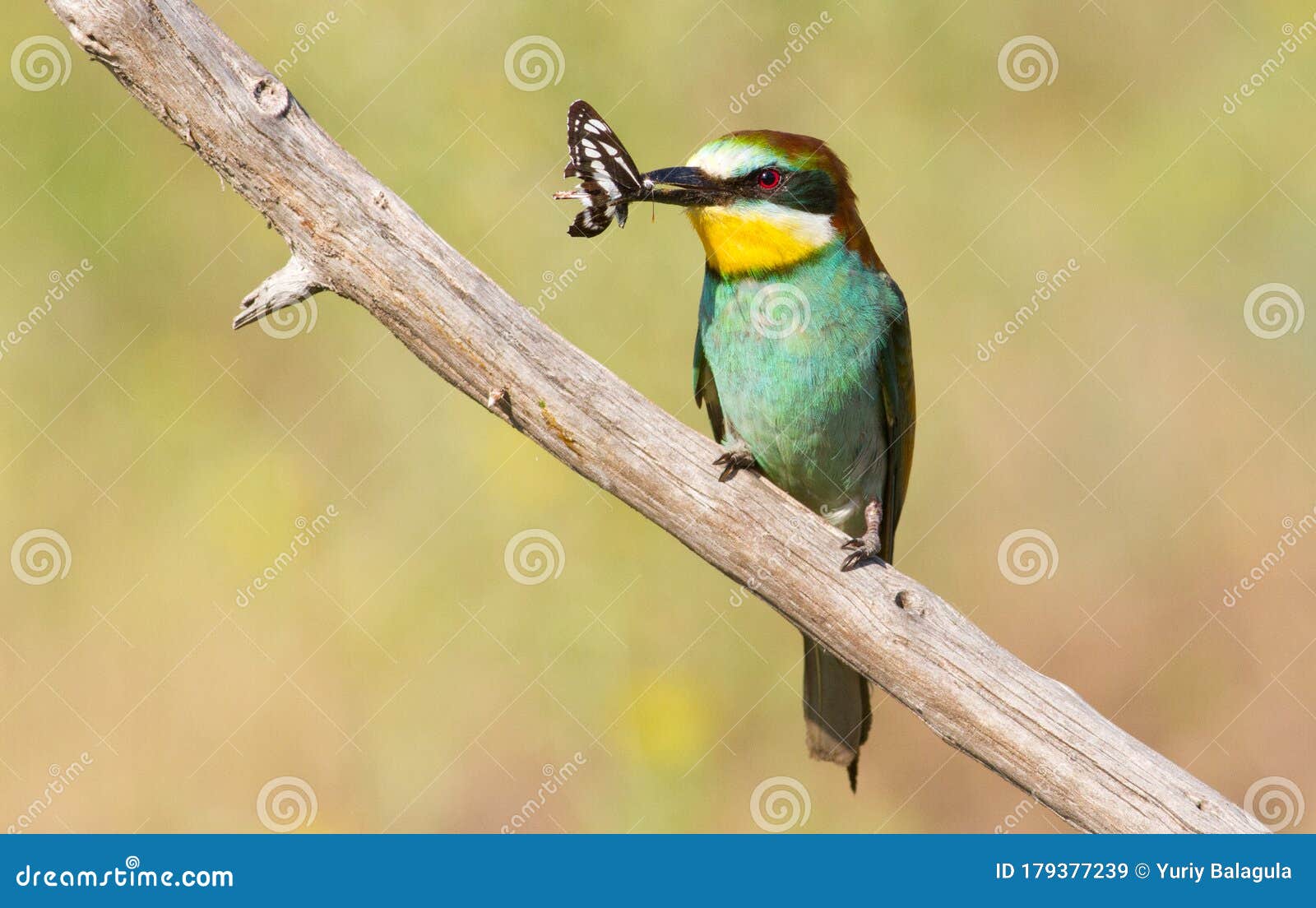 Merops Apiaster, Common Bee-eater. with a Butterfly in Its Beak Stock ...