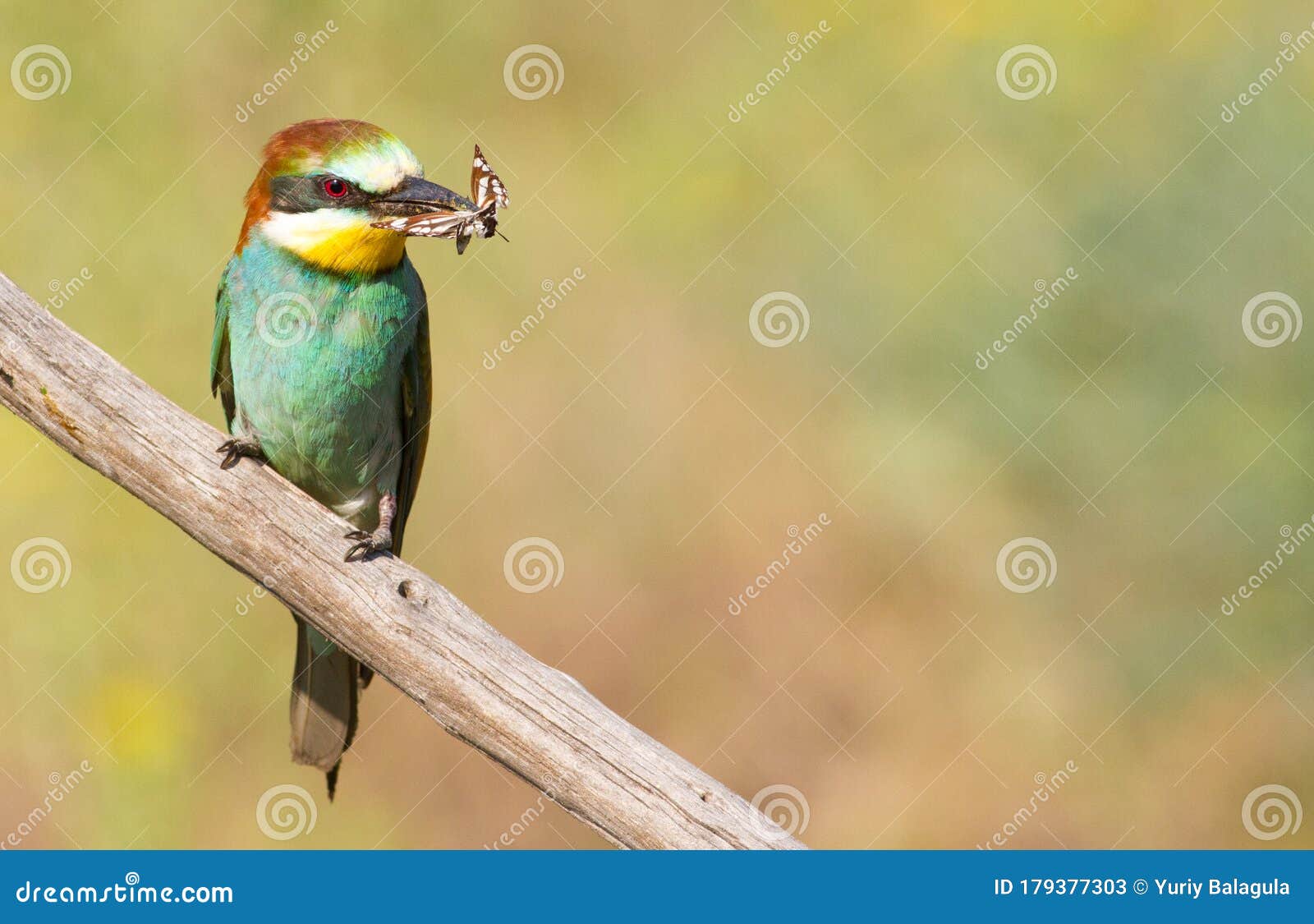 Merops Apiaster, Common Bee-eater. with a Butterfly in Its Beak Stock ...