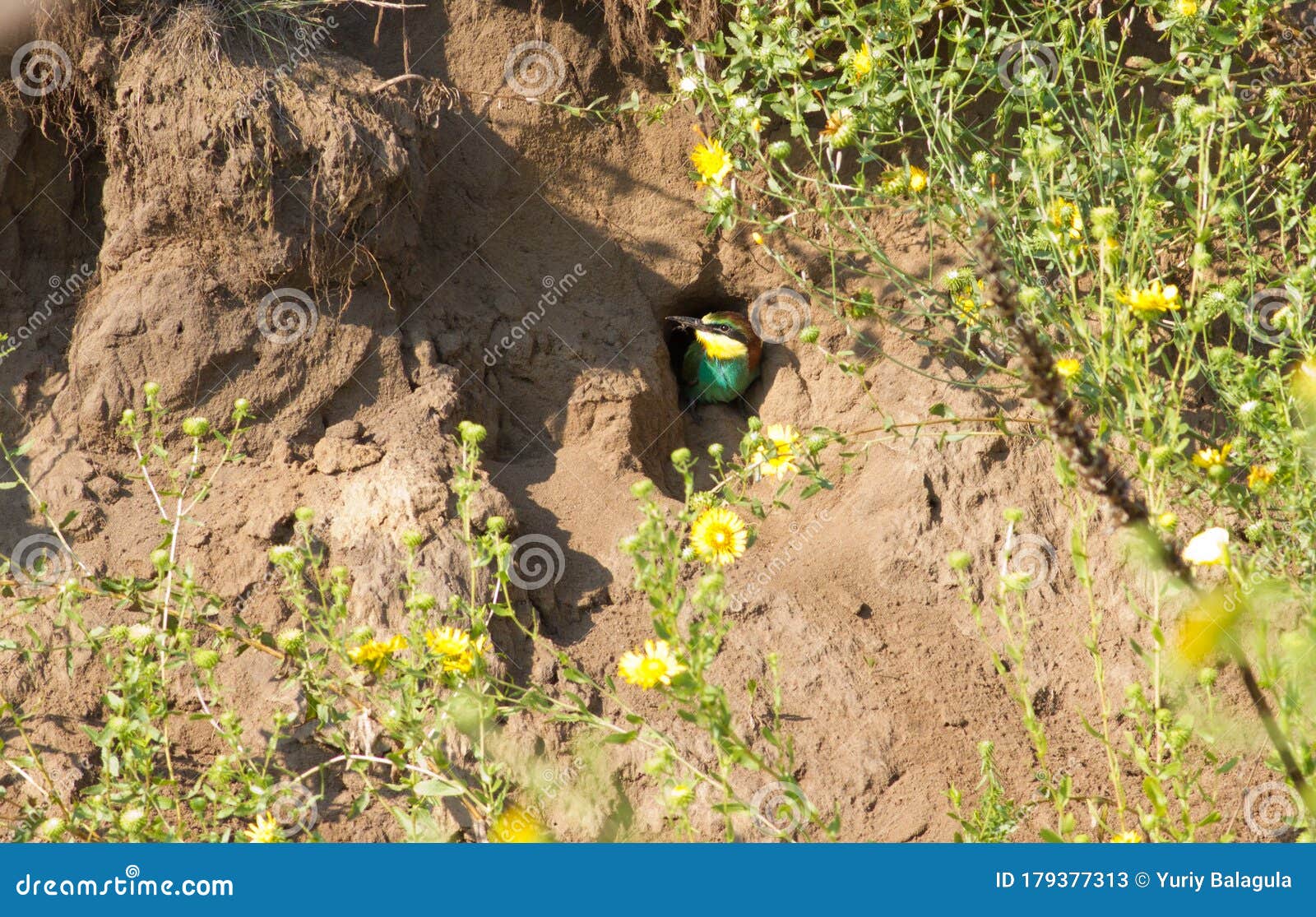 Merops Apiaster, Common Bee-eater. Chicks in a Hole Stock Image - Image ...