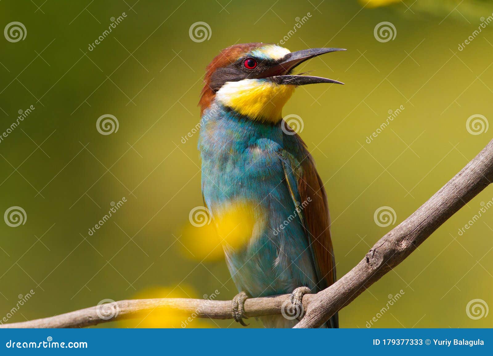 Merops Apiaster, Common Bee-eater. Close-up Stock Image - Image of ...