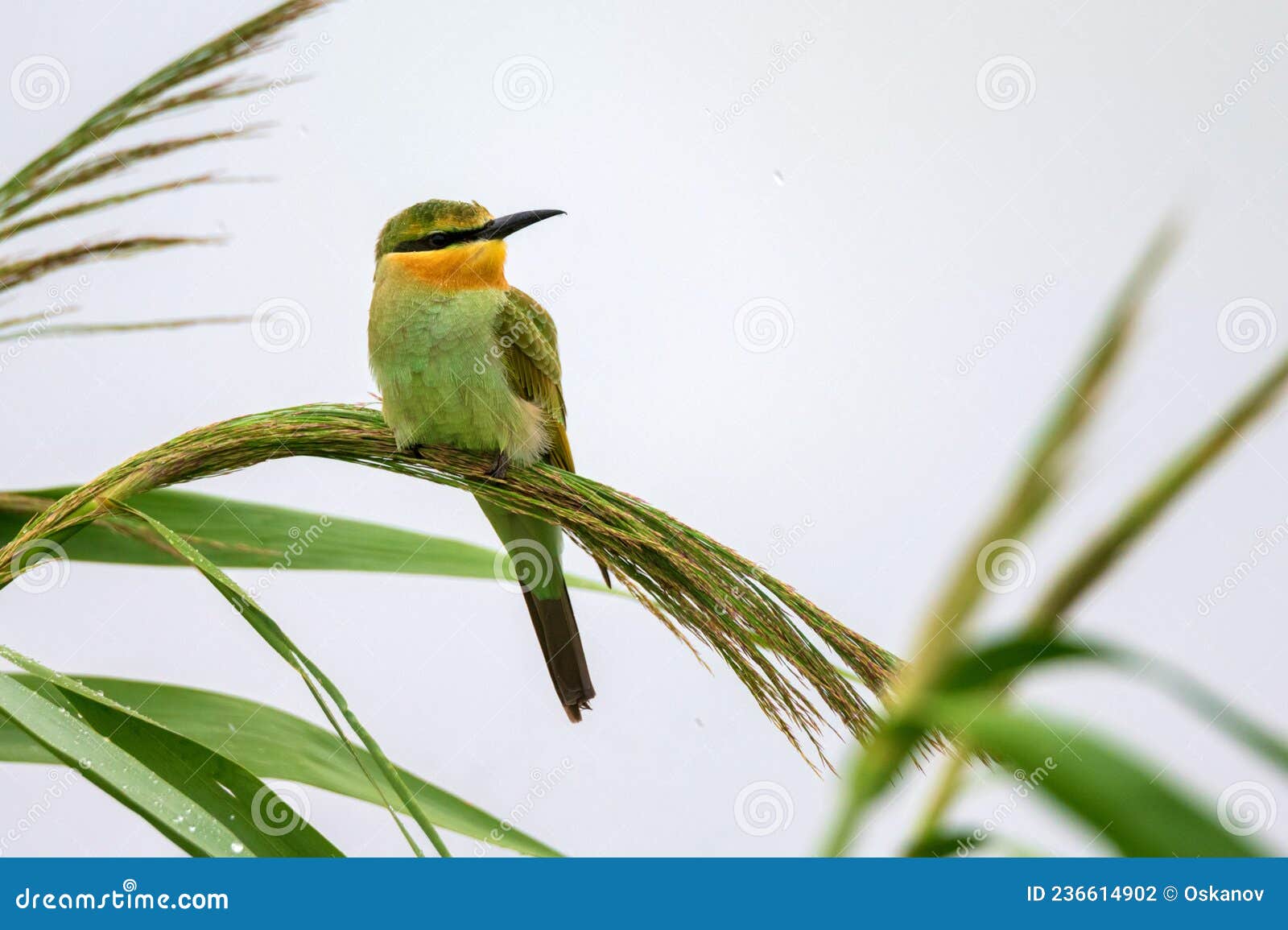 Merops Persicus or Blue-cheeked Bee-eater Sits on the Cane Stock Photo ...