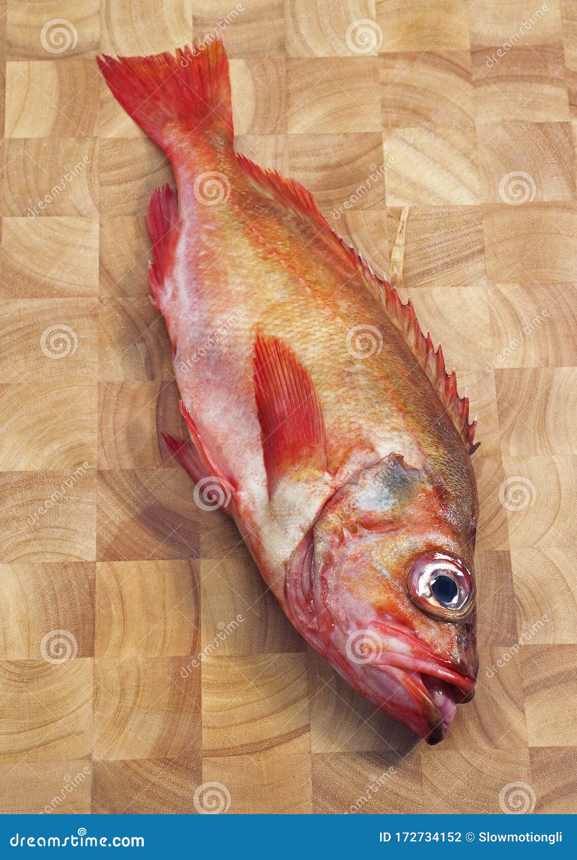 MEROU stock photo. Image of studio, grouper, wildlife - 172734152