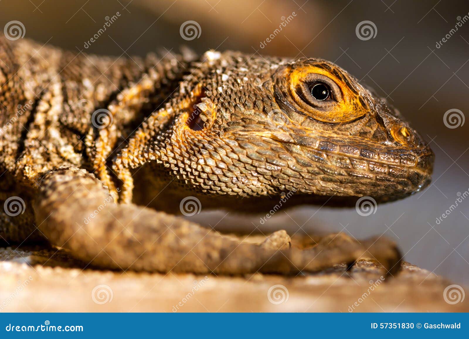 Merrem S Madagascar Swift (Oplurus Cyclurus) Stock Photo - Image of ...
