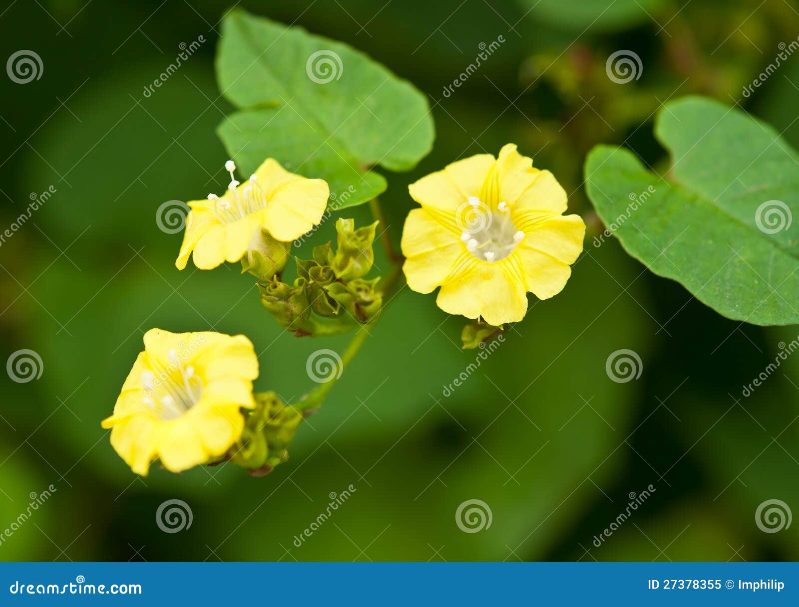 Merremia hederacea flower stock image. Image of closeup - 27378355