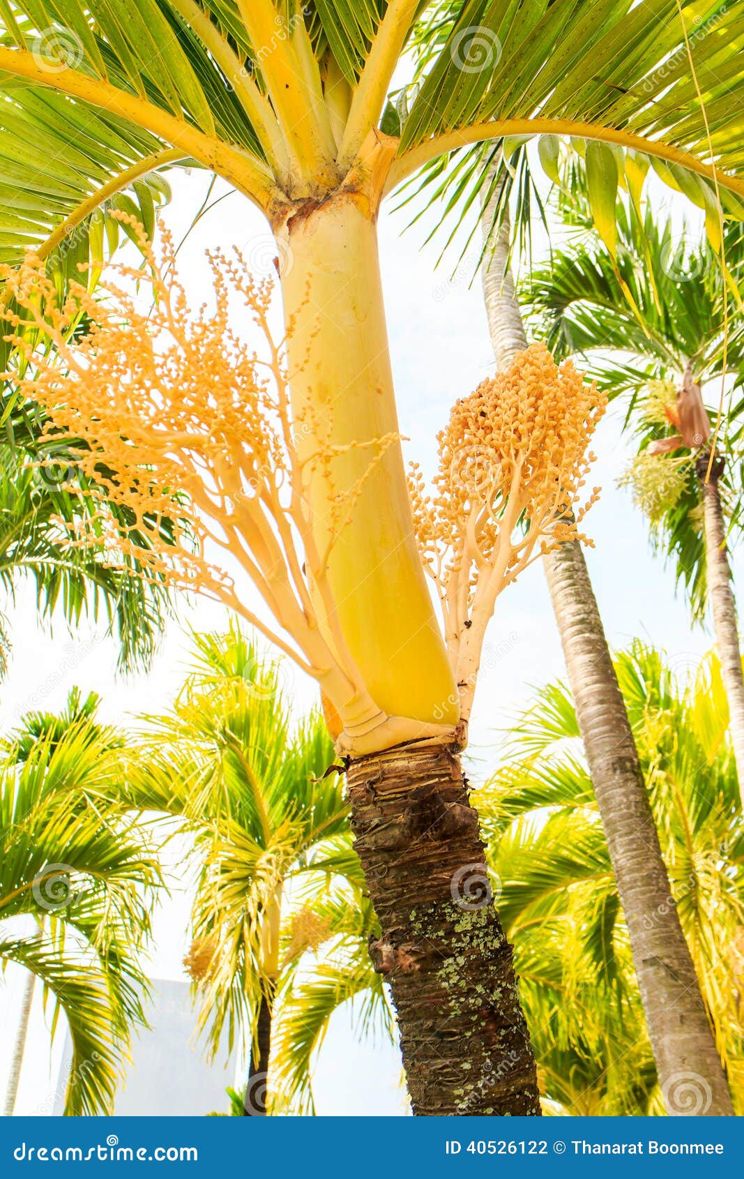 Merrillii de Adonidia foto de stock. Imagem de baga, natal - 40526122