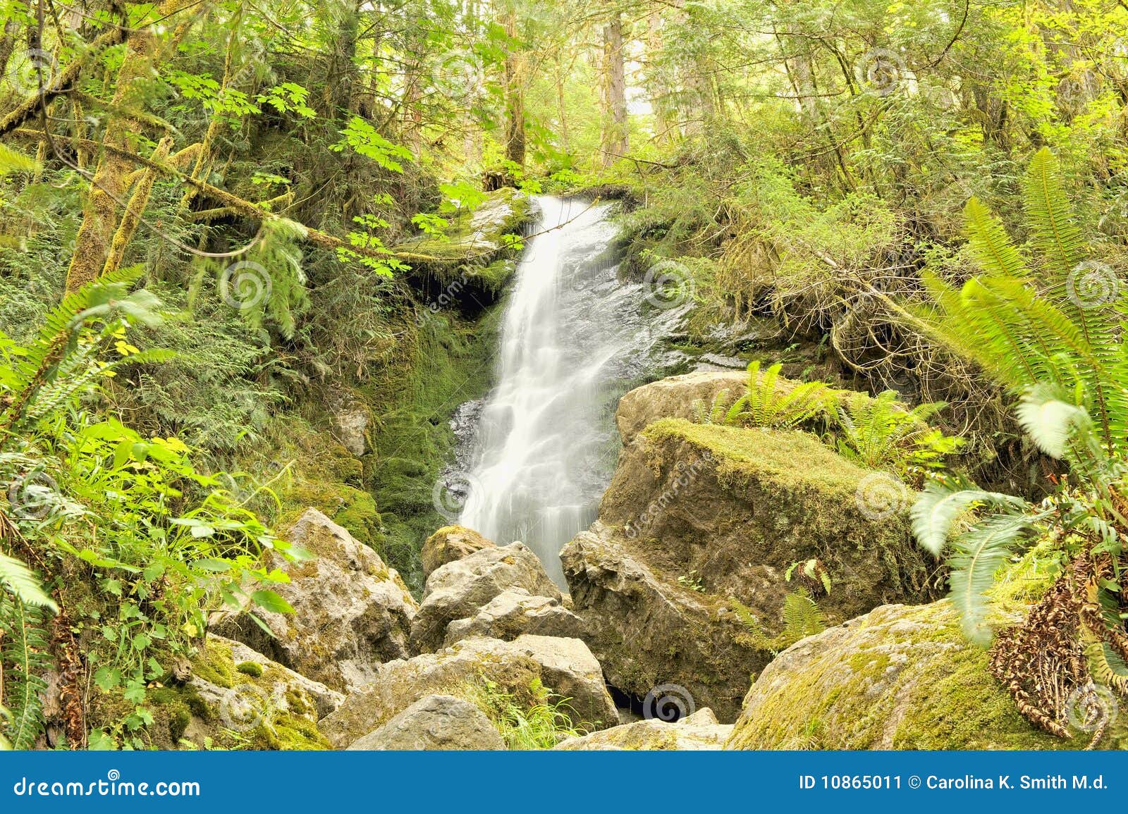 Merriman Falls, Quinault Temperate Rainforest Stock Image - Image of ...