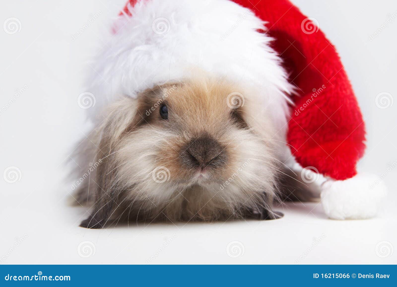 Merry Christmas stock photo. Image of rabbits, purebred - 16215066