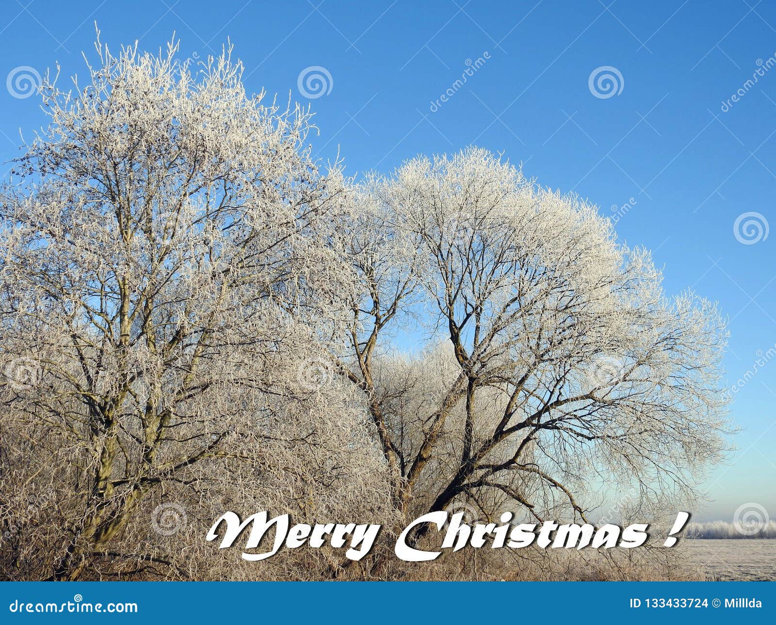Merry Christmas Card Done Using Snowy Trees , Lithuania Stock Photo ...