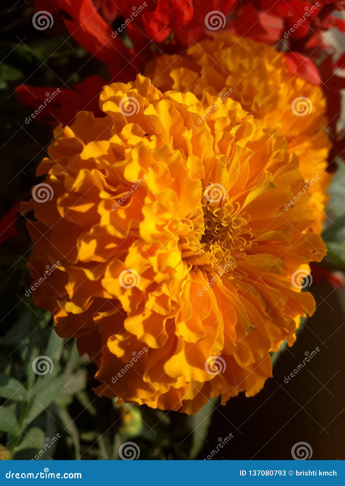 Merry gold stock image. Image of merry, flower, yellow - 137080793