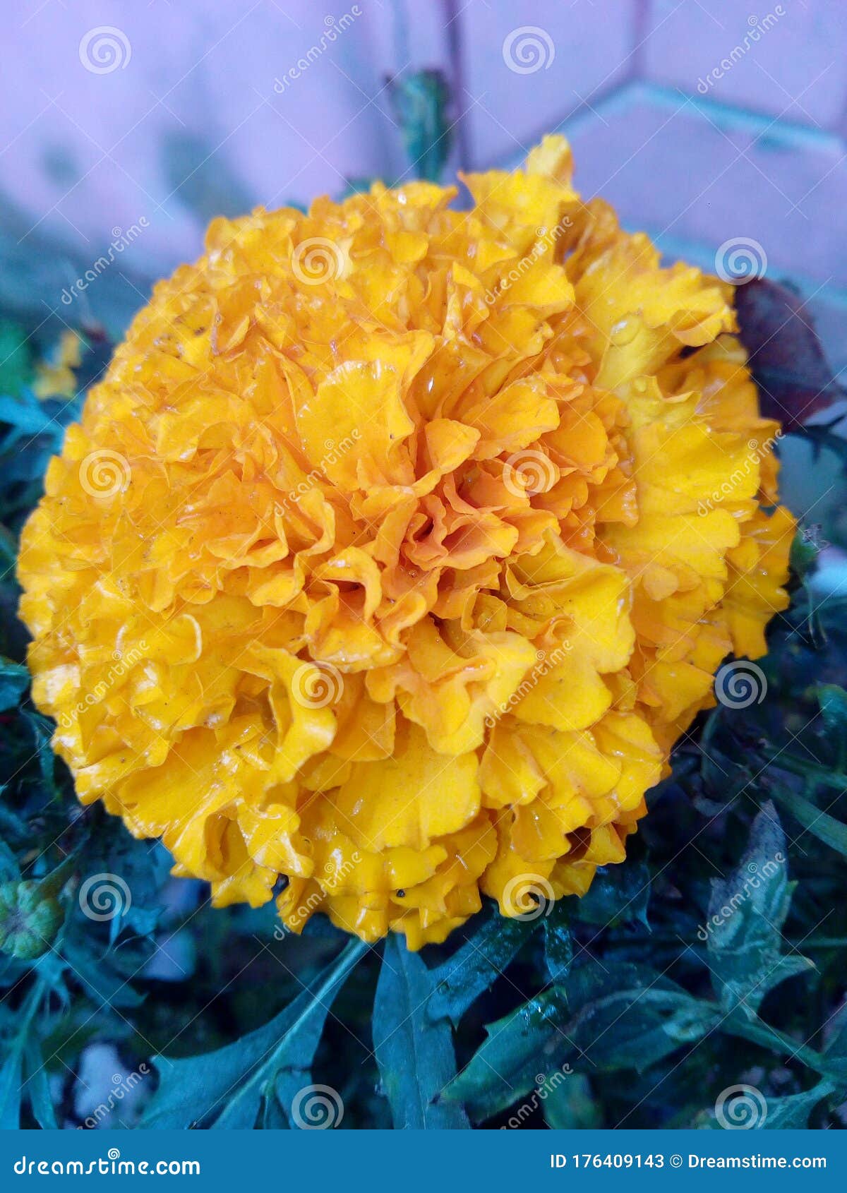 Merrygold stock image. Image of merrygold, pritty, beautiful - 176409143