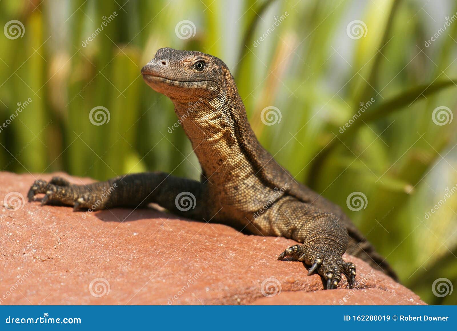 Mertens Water Monitors stock image. Image of colorful - 162280019