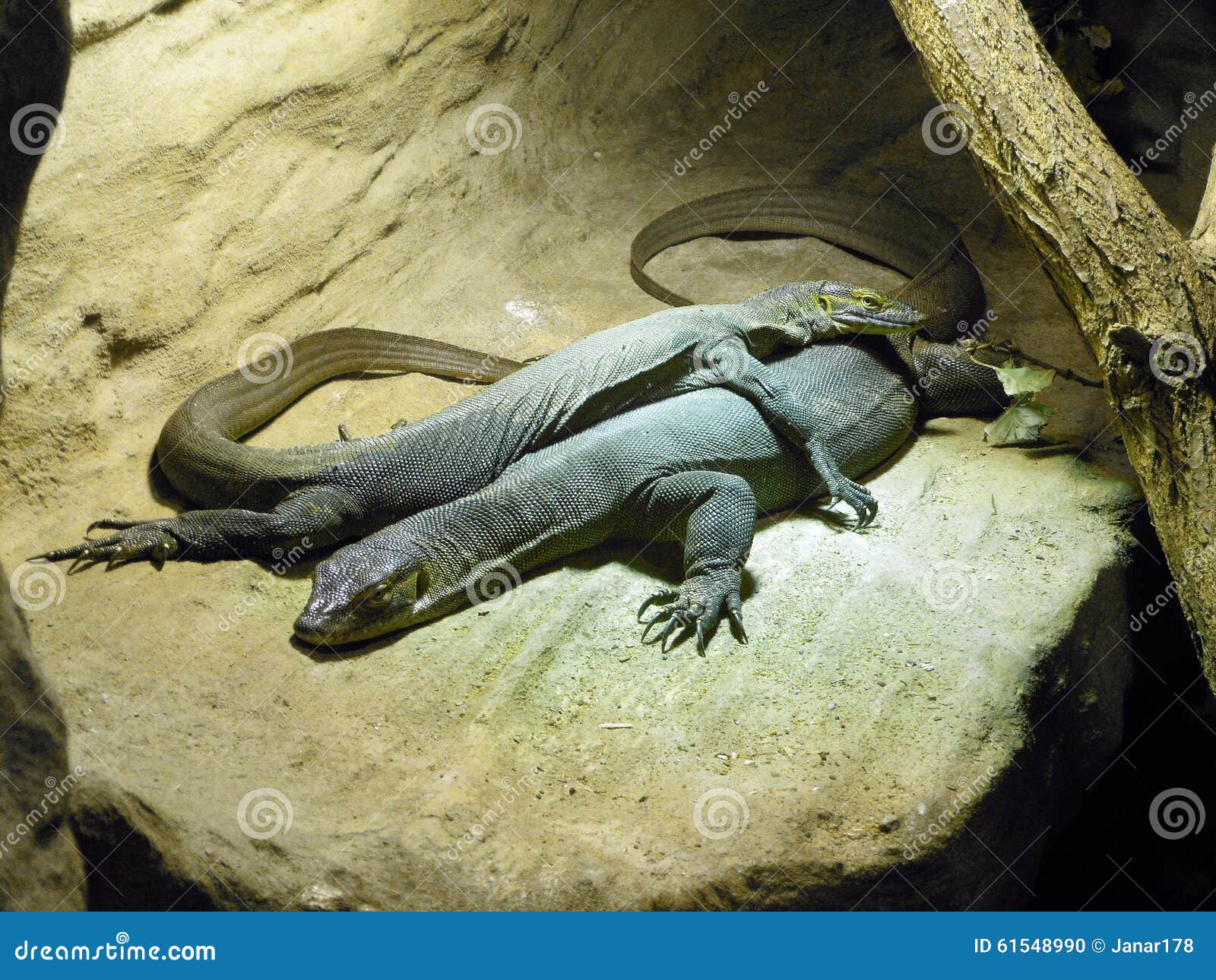 Mertens Water Monitors stock photo. Image of monitors - 61548990
