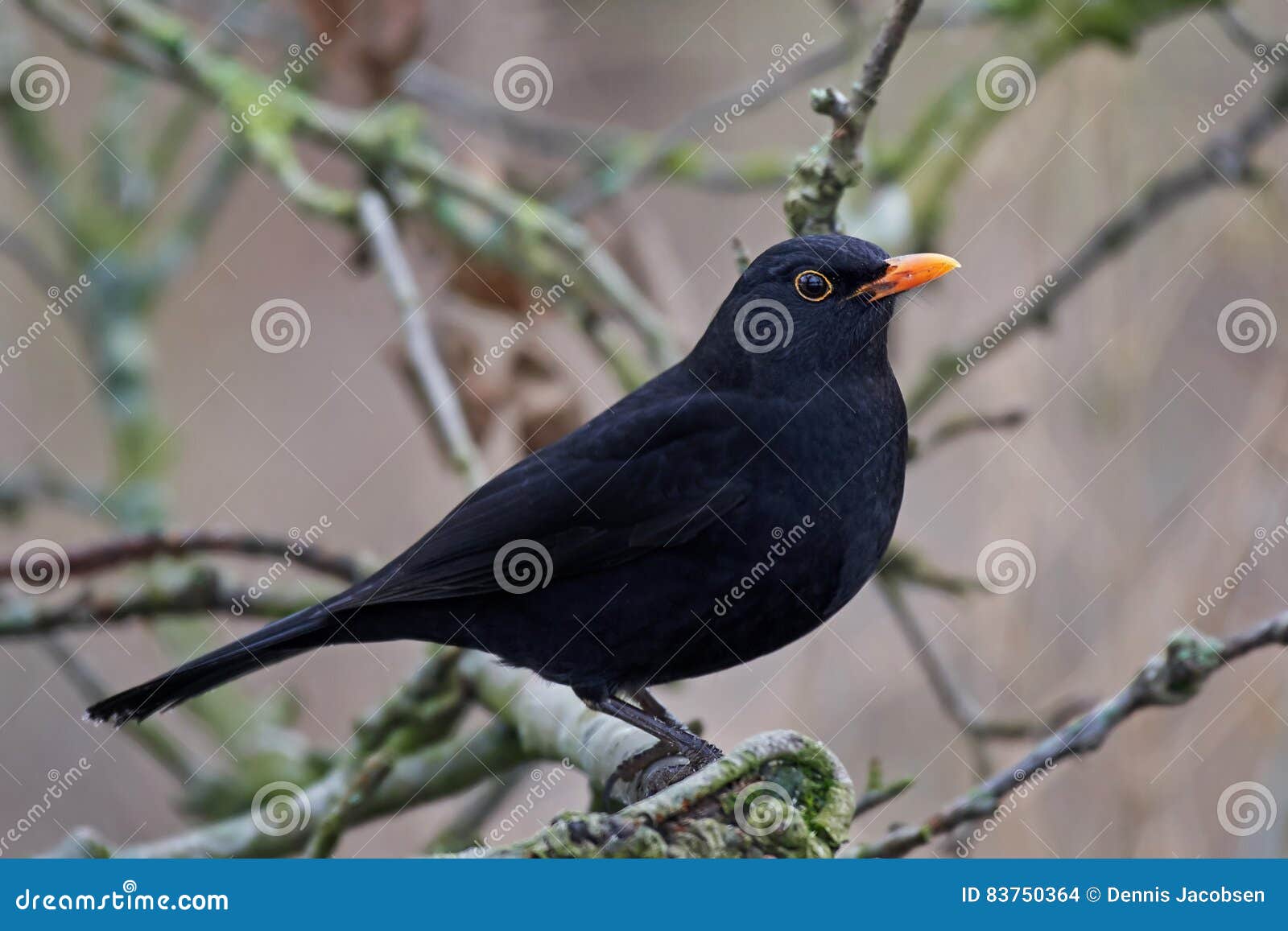 Merula Commun De Turdus De Merle Photo stock - Image du noir, merle: 83750364