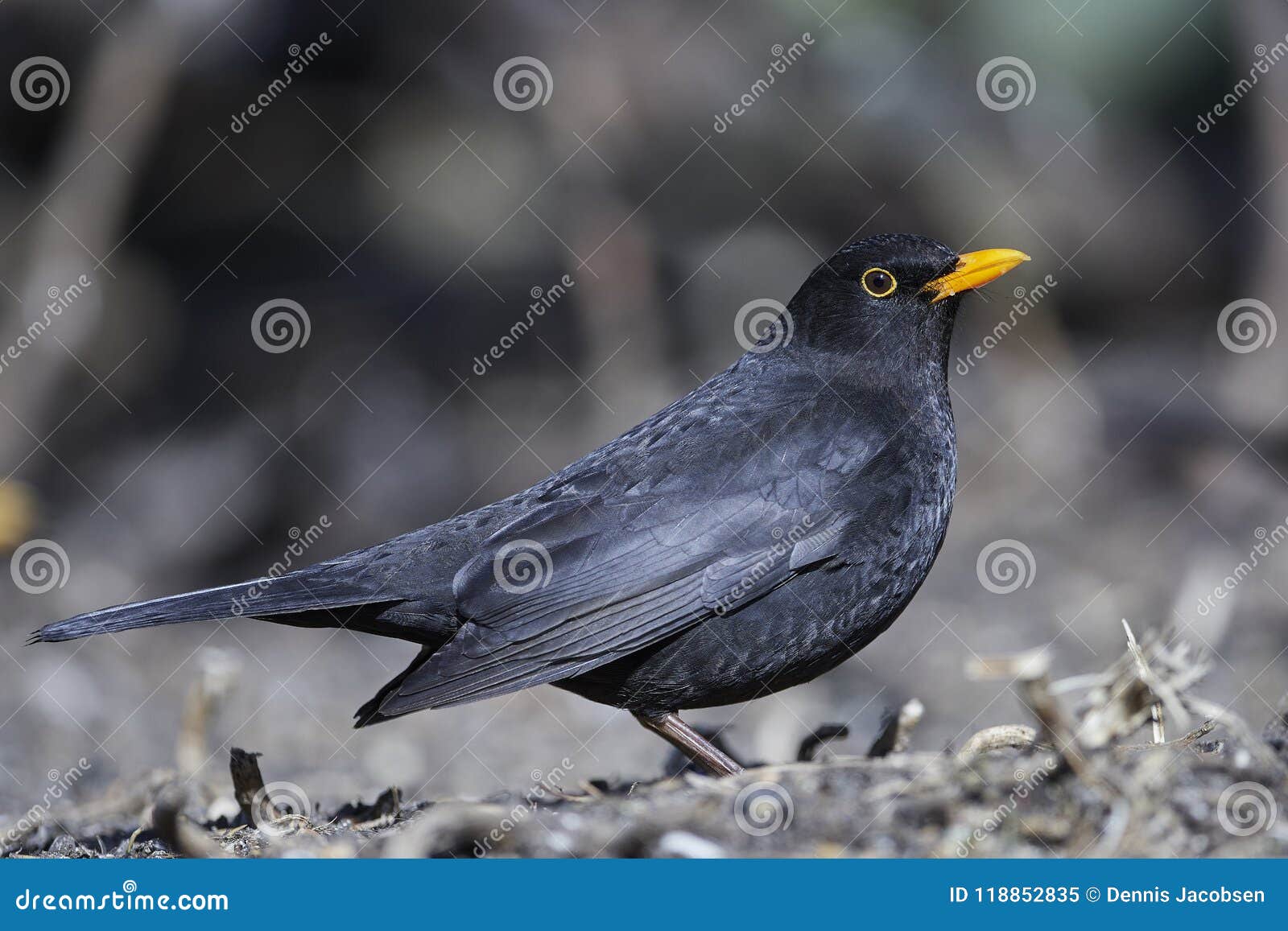 Merula Commun De Turdus De Merle Image stock - Image du sauvage, oiseau: 118852835