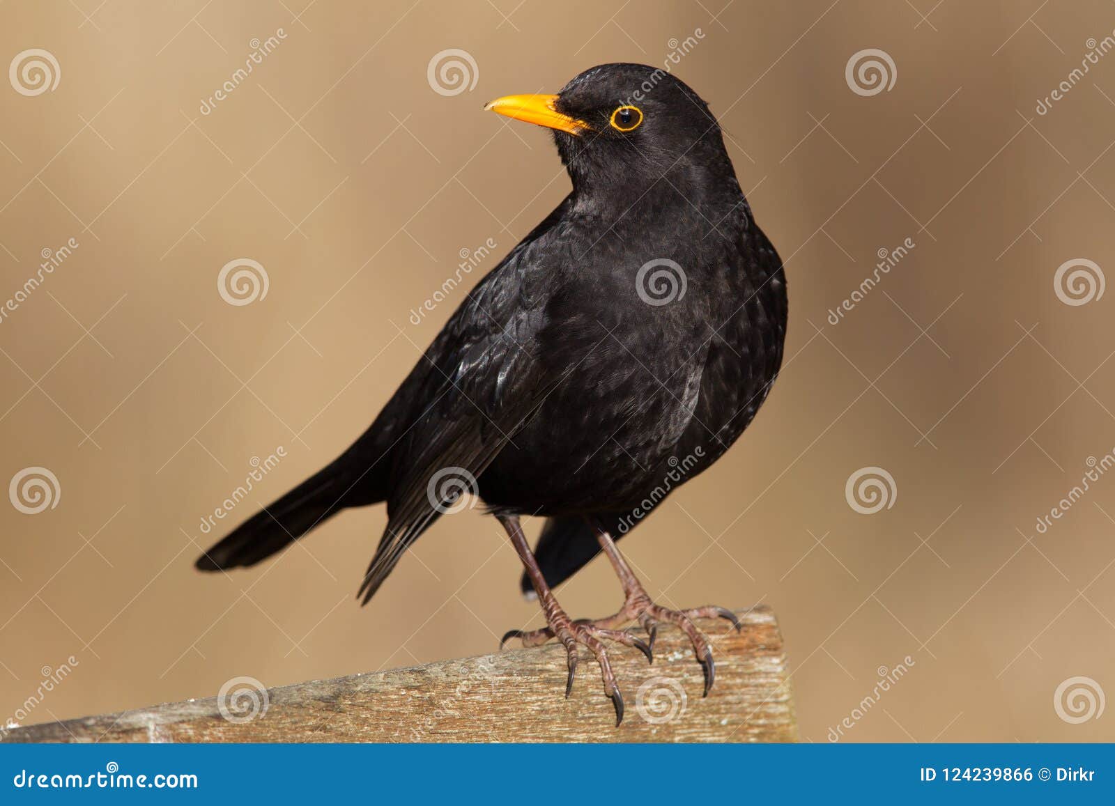 Merula Commun De Turdus De Merle Photo stock - Image du protection ...