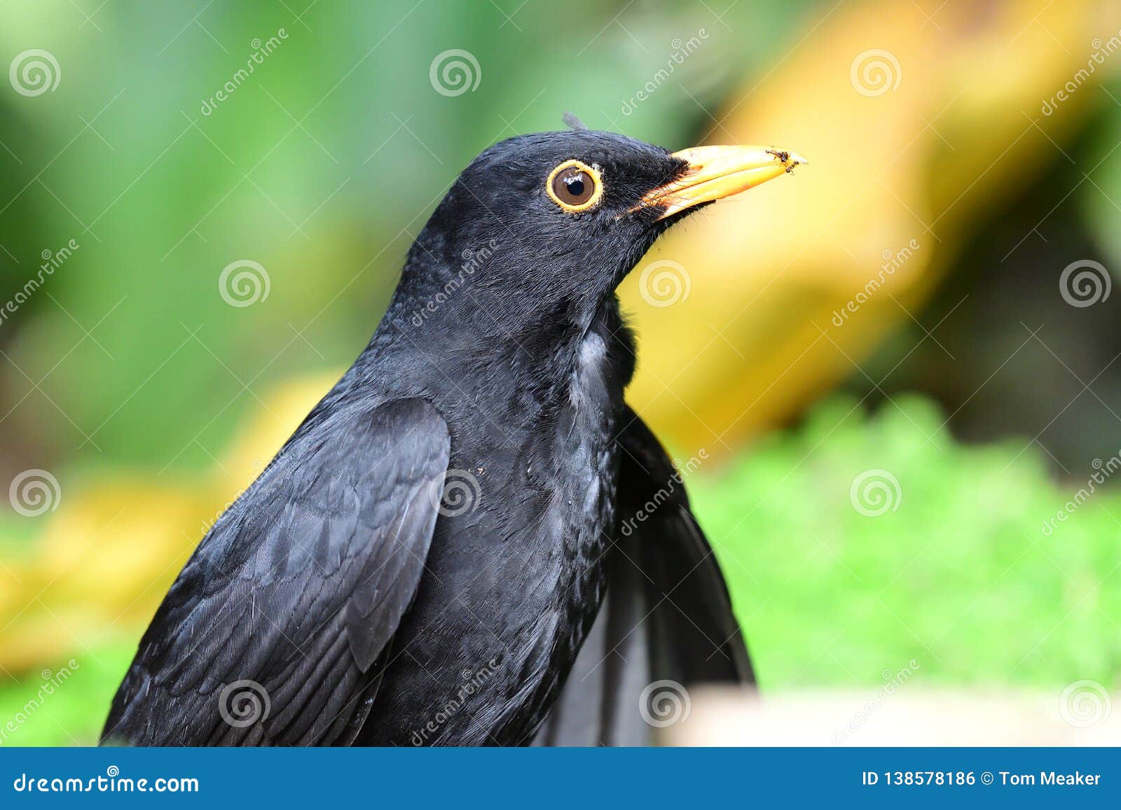Merula Comune Del Turdus Del Merlo Fotografia Stock - Immagine di ...