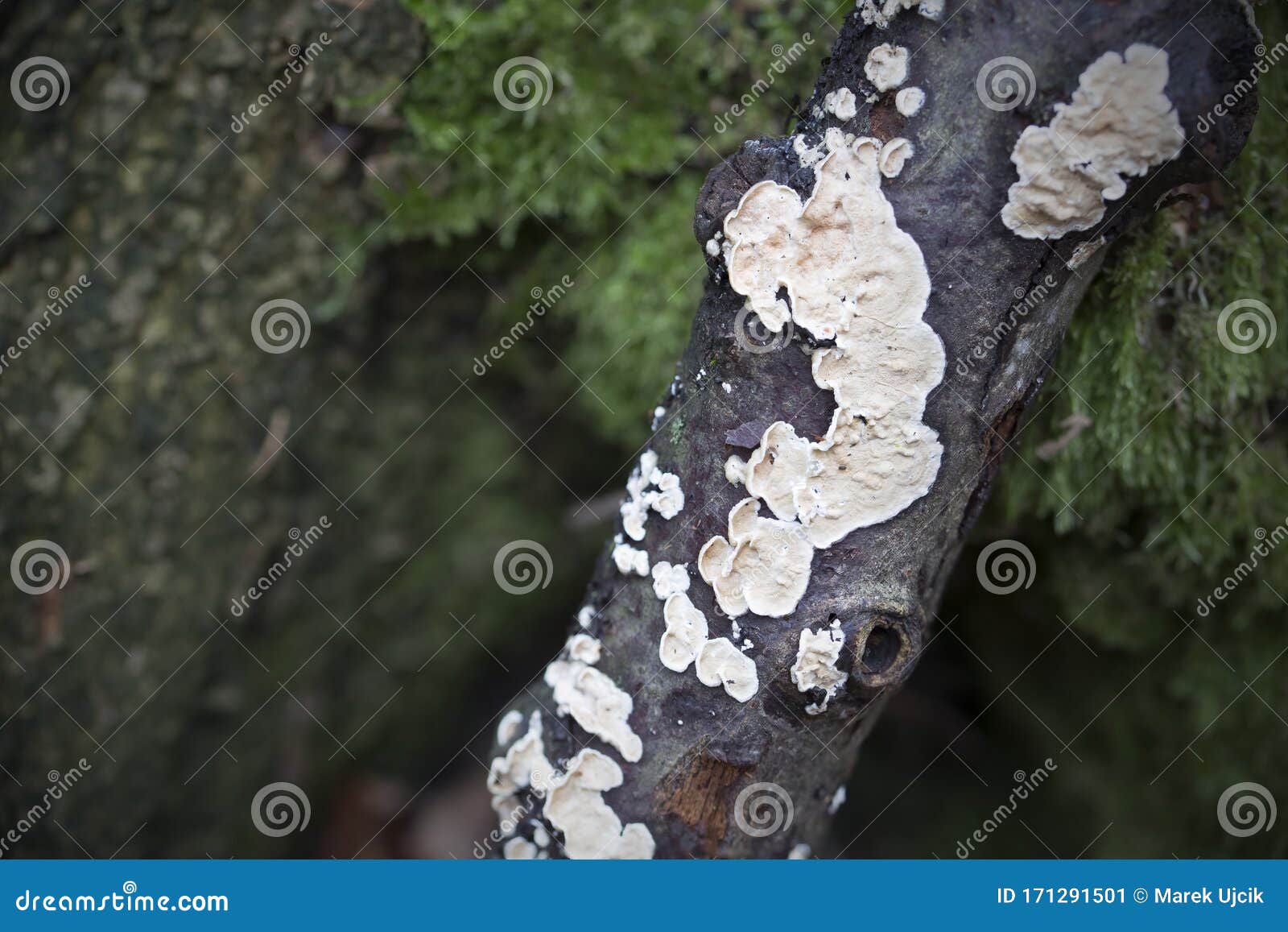 Meruliopsis Corium - White Fungi on Tree Branch Stock Image - Image of ...