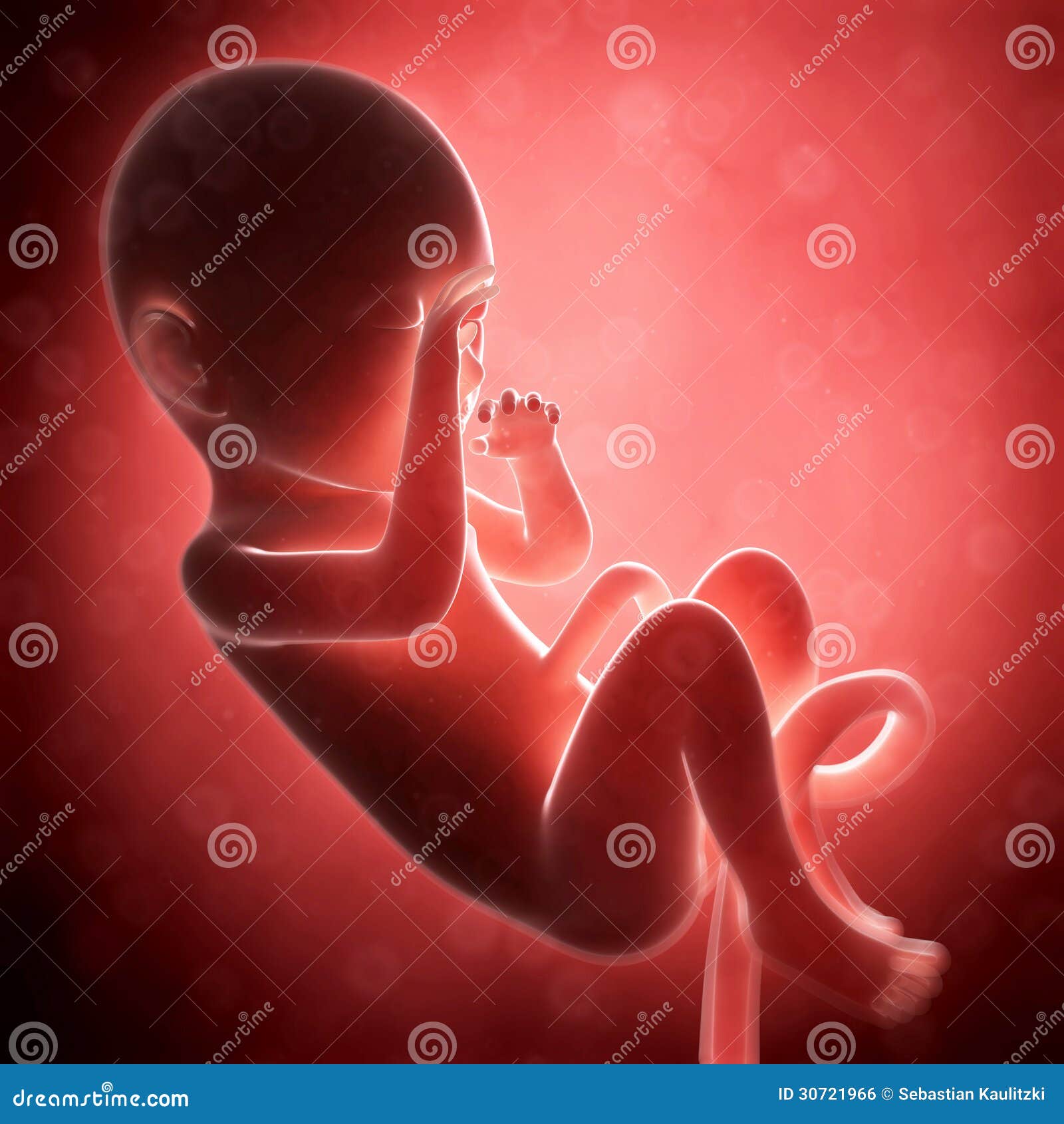 Mes humano 8 del feto stock de ilustración. Ilustración de unborn ...